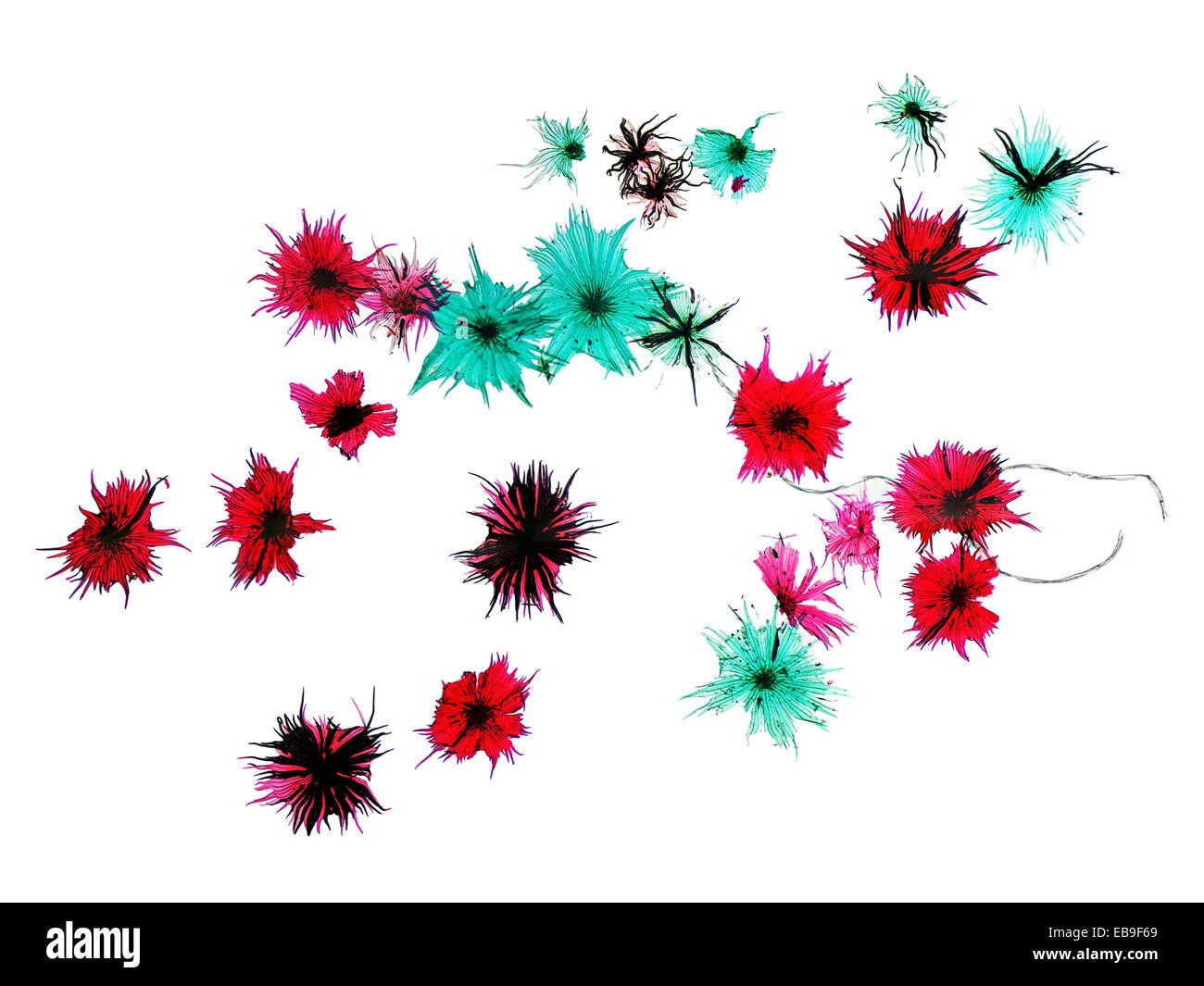 Light photomicrograph of Silver berry scaly hari whole mount seen ...