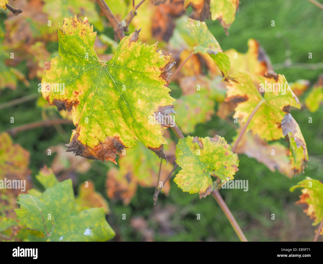 Leaf of vitis plant in a grapevine - selective focus on single leaf on ...