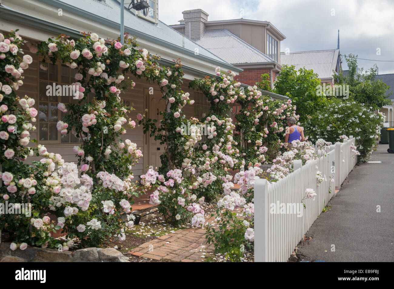 Australia Roses High Resolution Stock Photography and Images - Alamy
