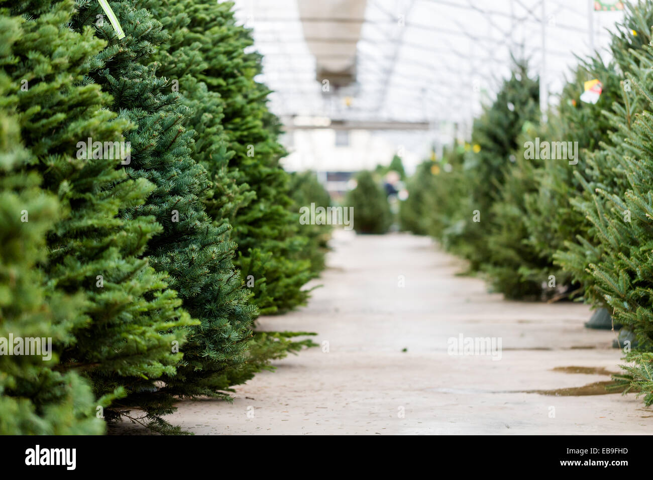 Beautiful fresh cut Christmas trees at Christmas tree farm Stock Photo ...