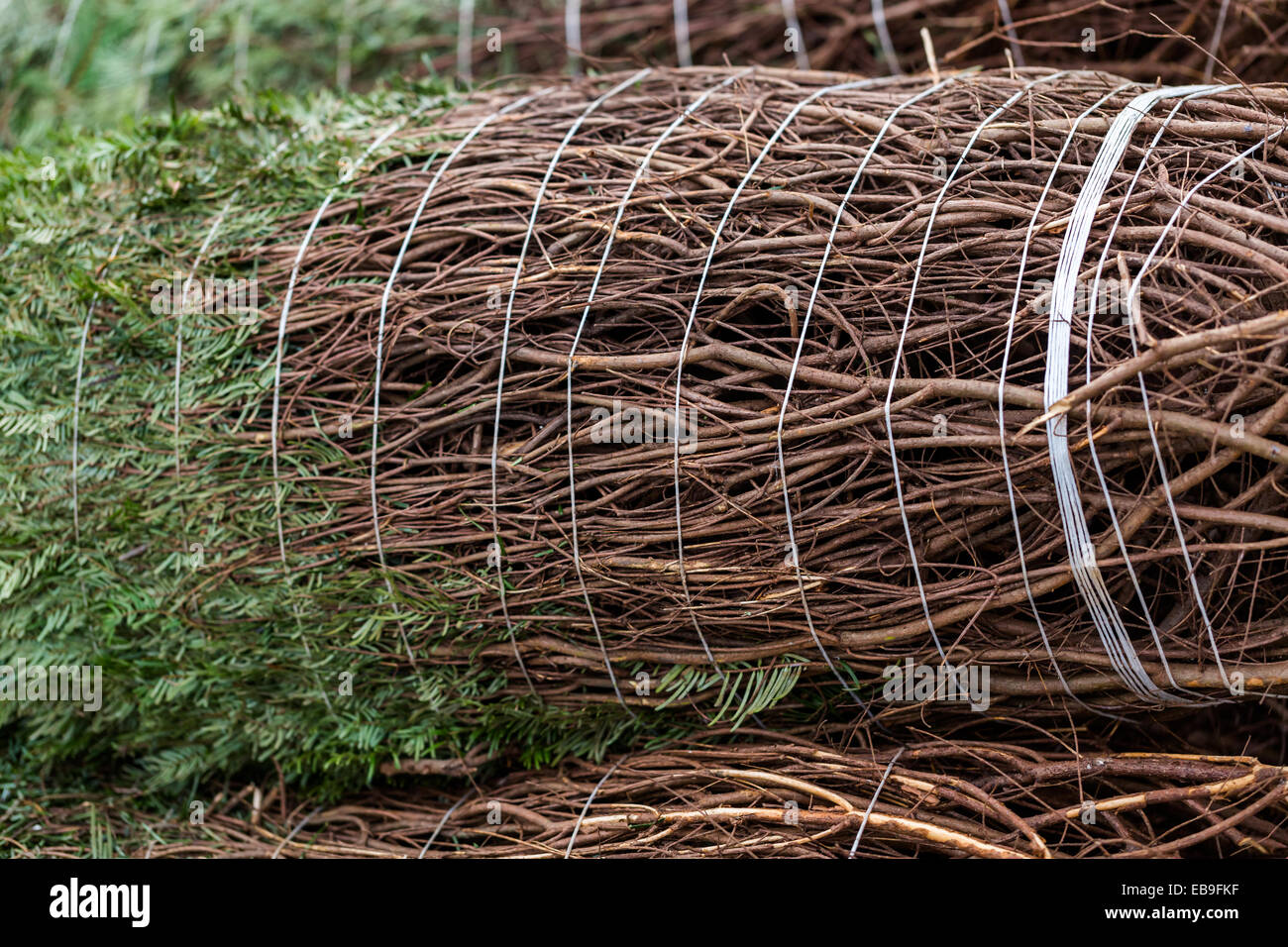Beautiful fresh cut Christmas trees at Christmas tree farm Stock Photo ...