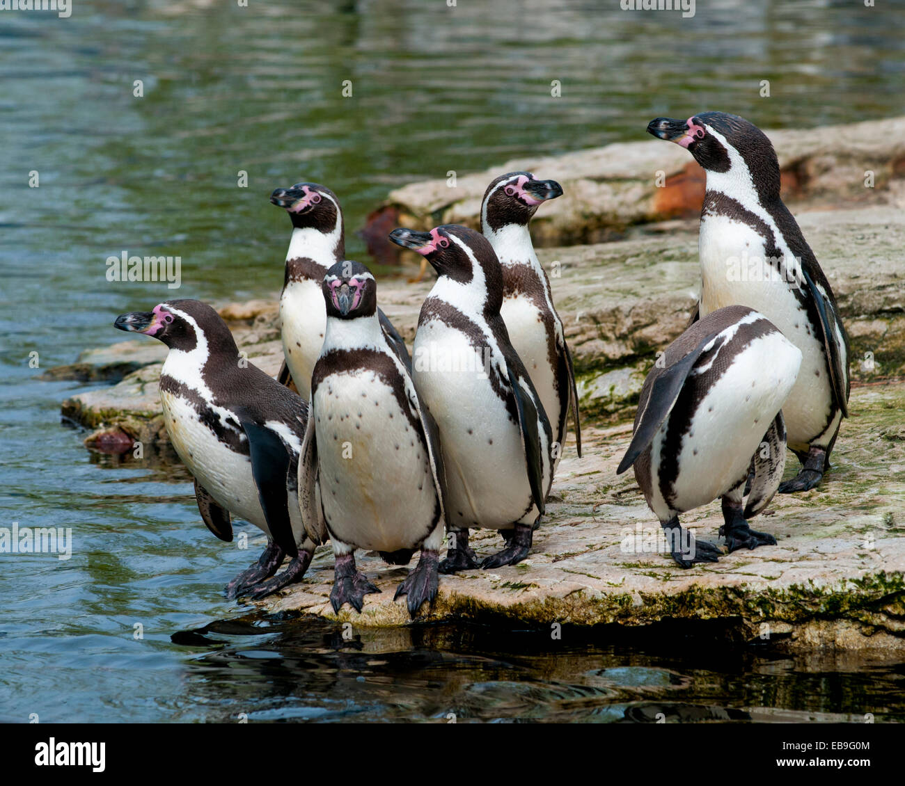 Humboldt penguins chile group wild hi-res stock photography and images ...