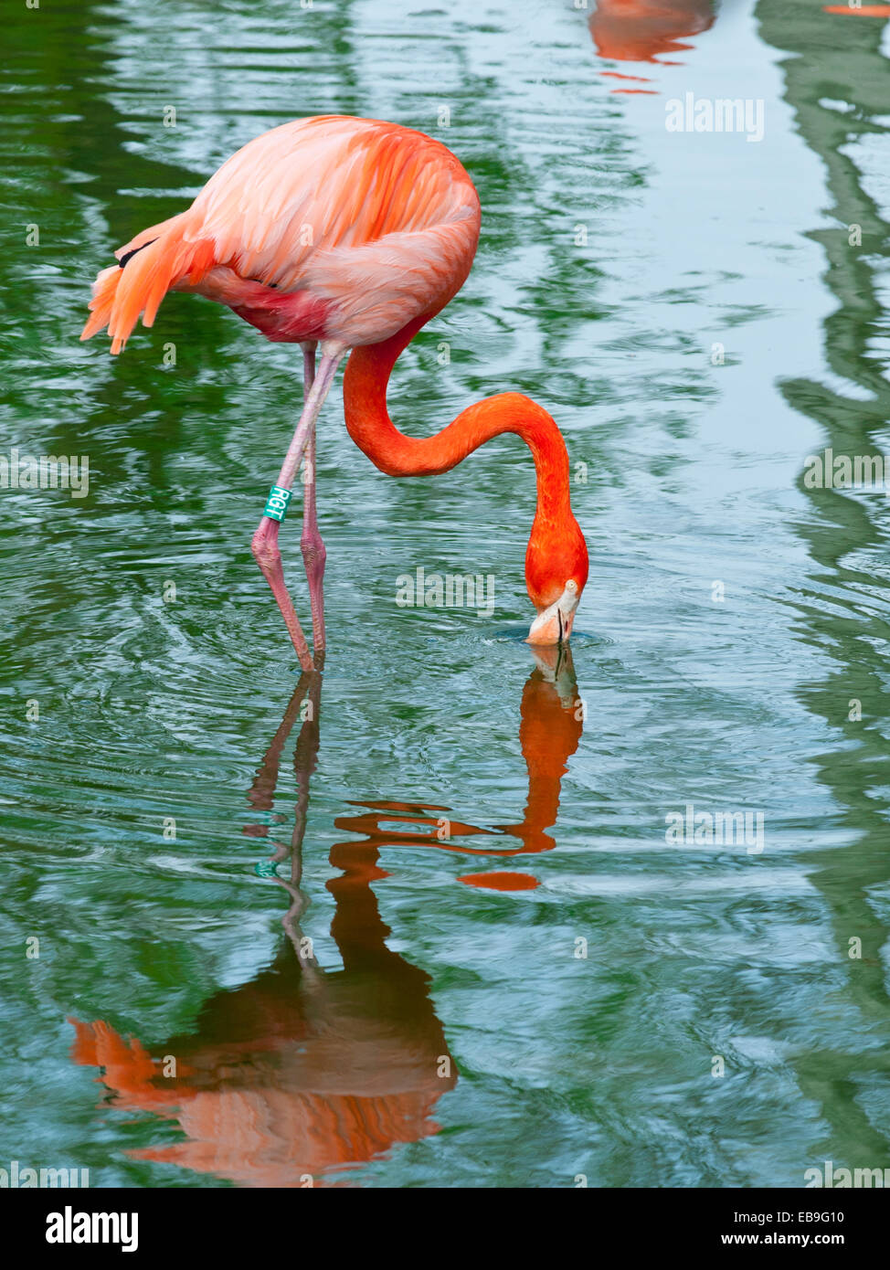 Deep pink flamingo feeding in the green water with the beak immersed to ...