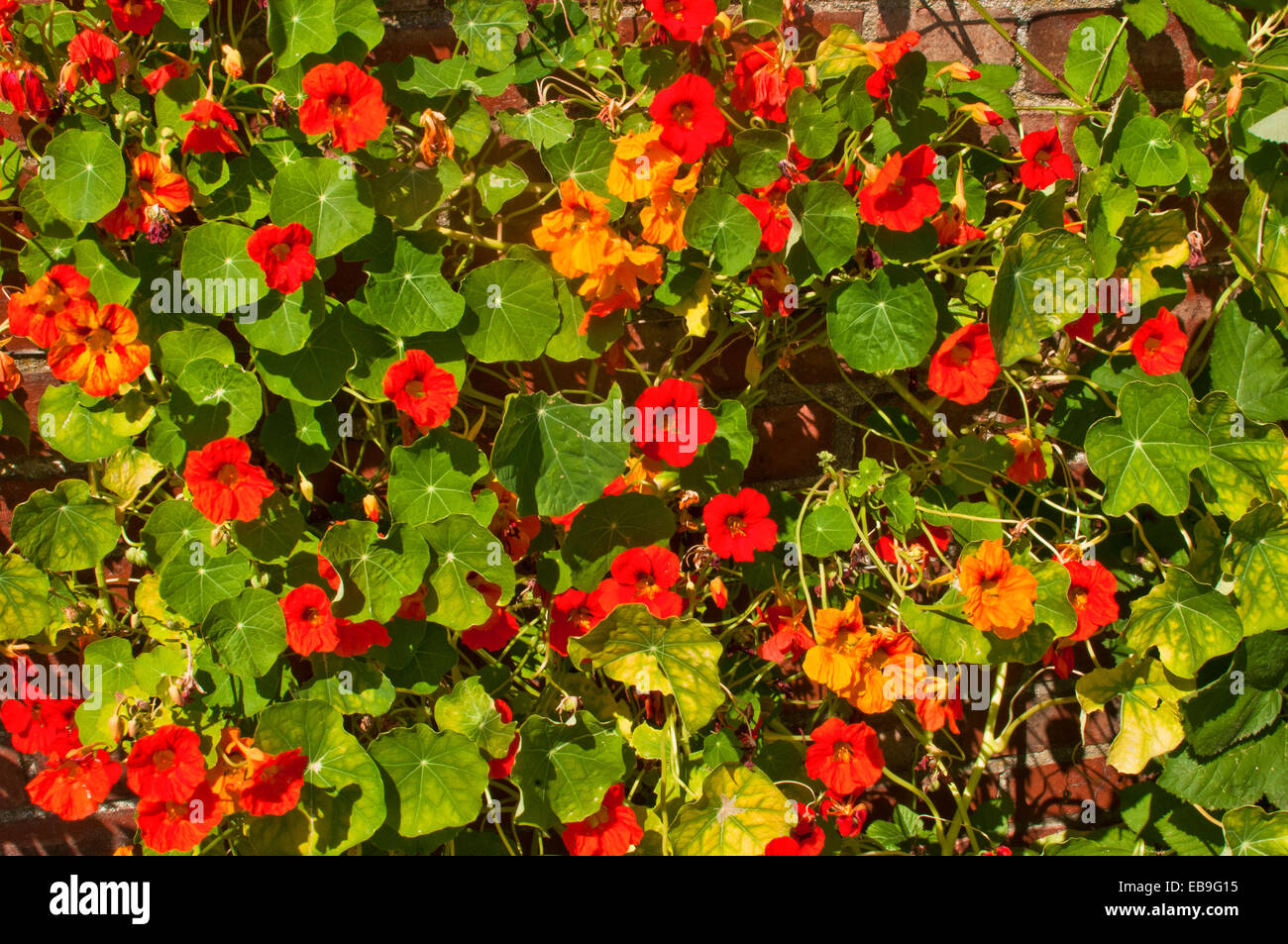 English countryside flowers hi-res stock photography and images - Alamy