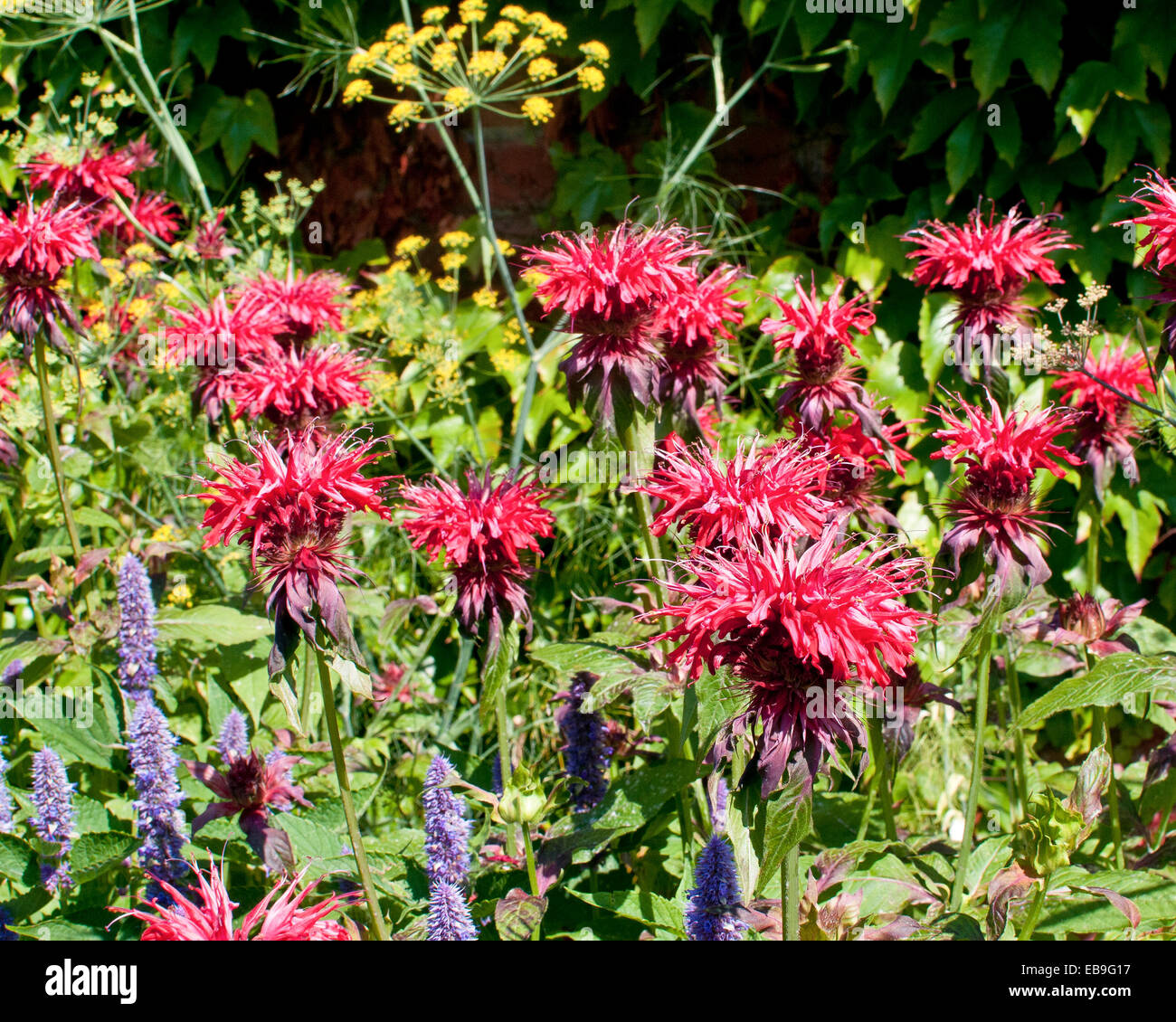 English countryside flowers hi-res stock photography and images - Alamy