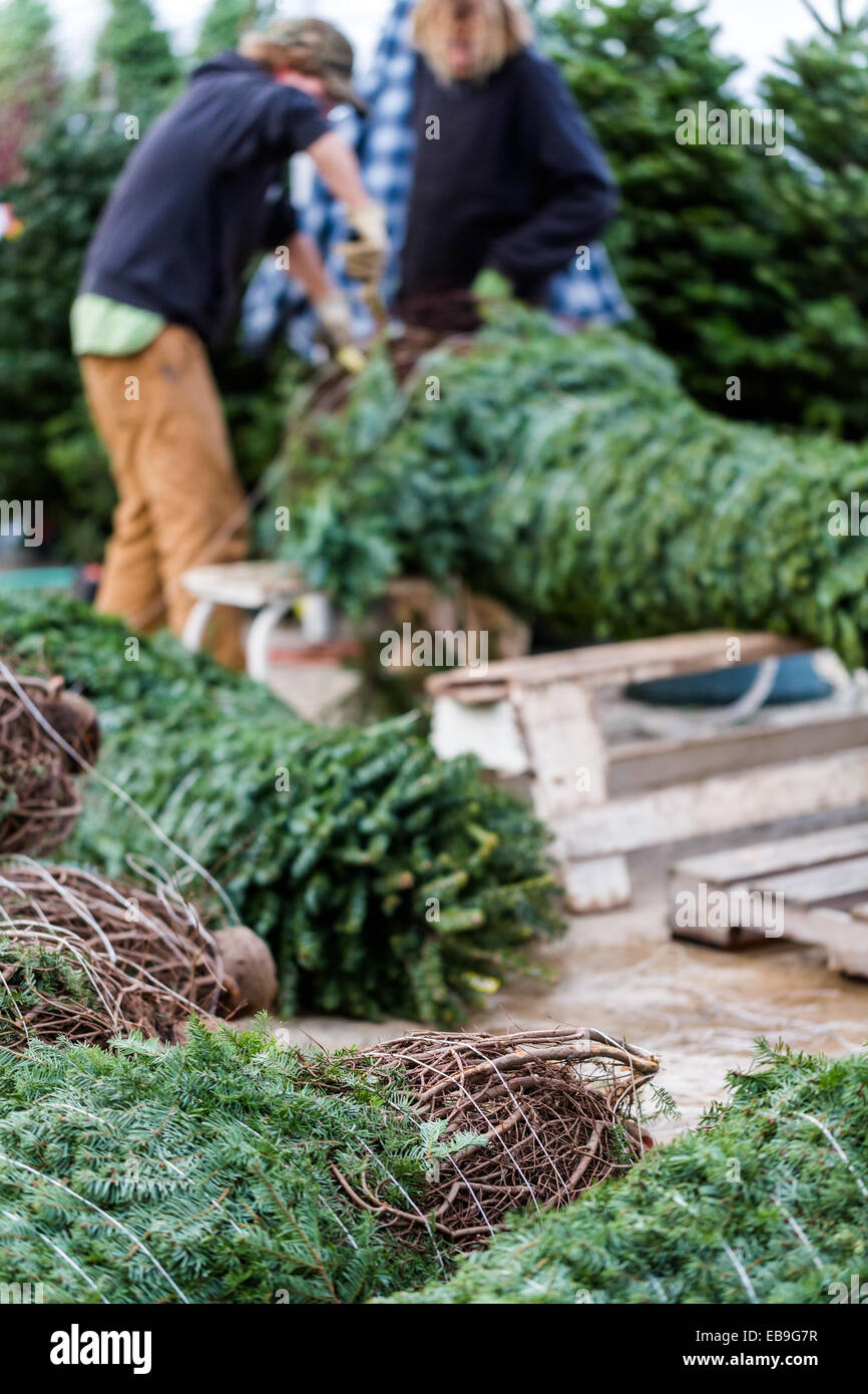 Beautiful fresh cut Christmas trees at Christmas tree farm Stock Photo ...