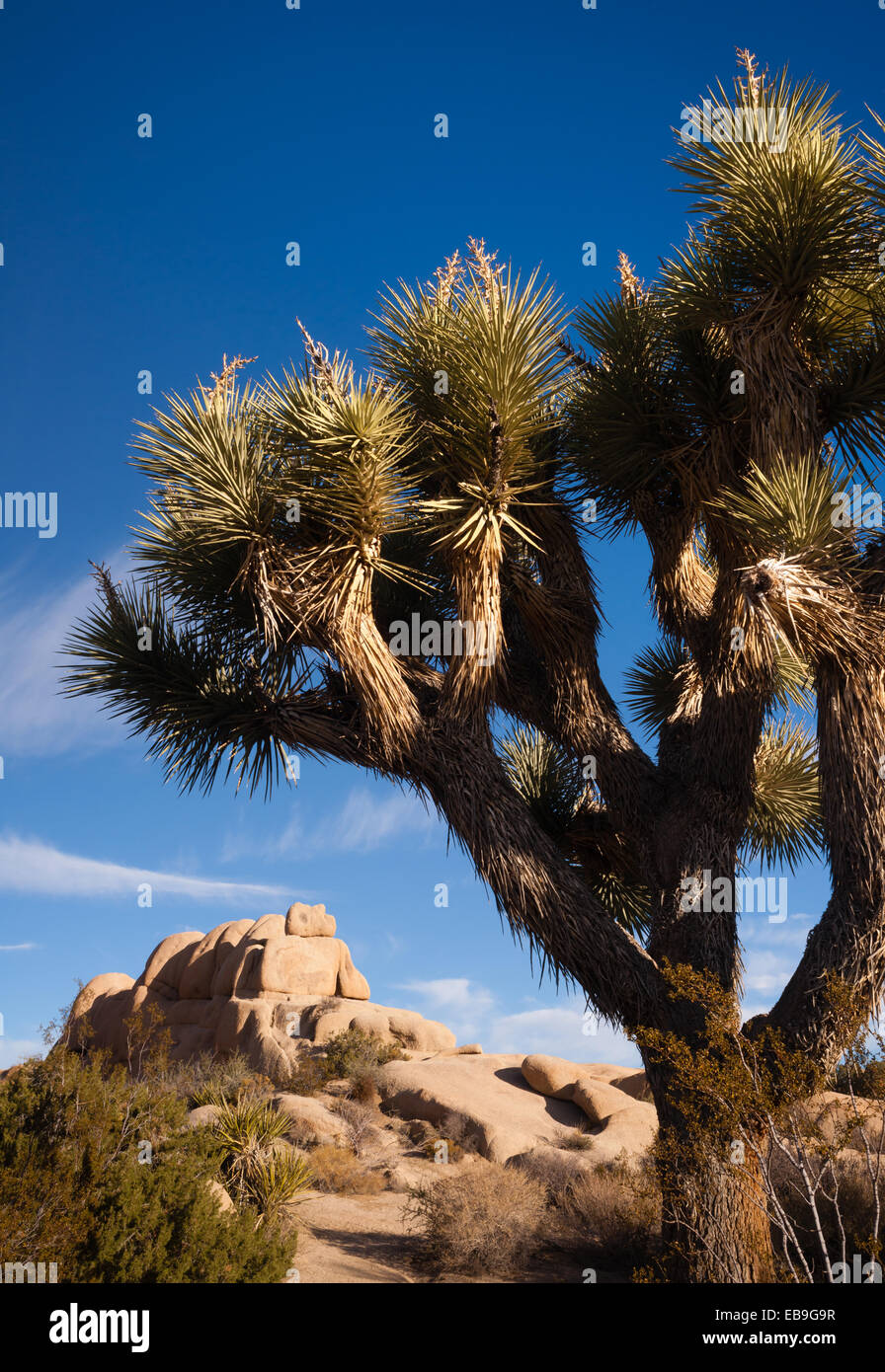 Colorful sky joshua tree hi-res stock photography and images - Alamy