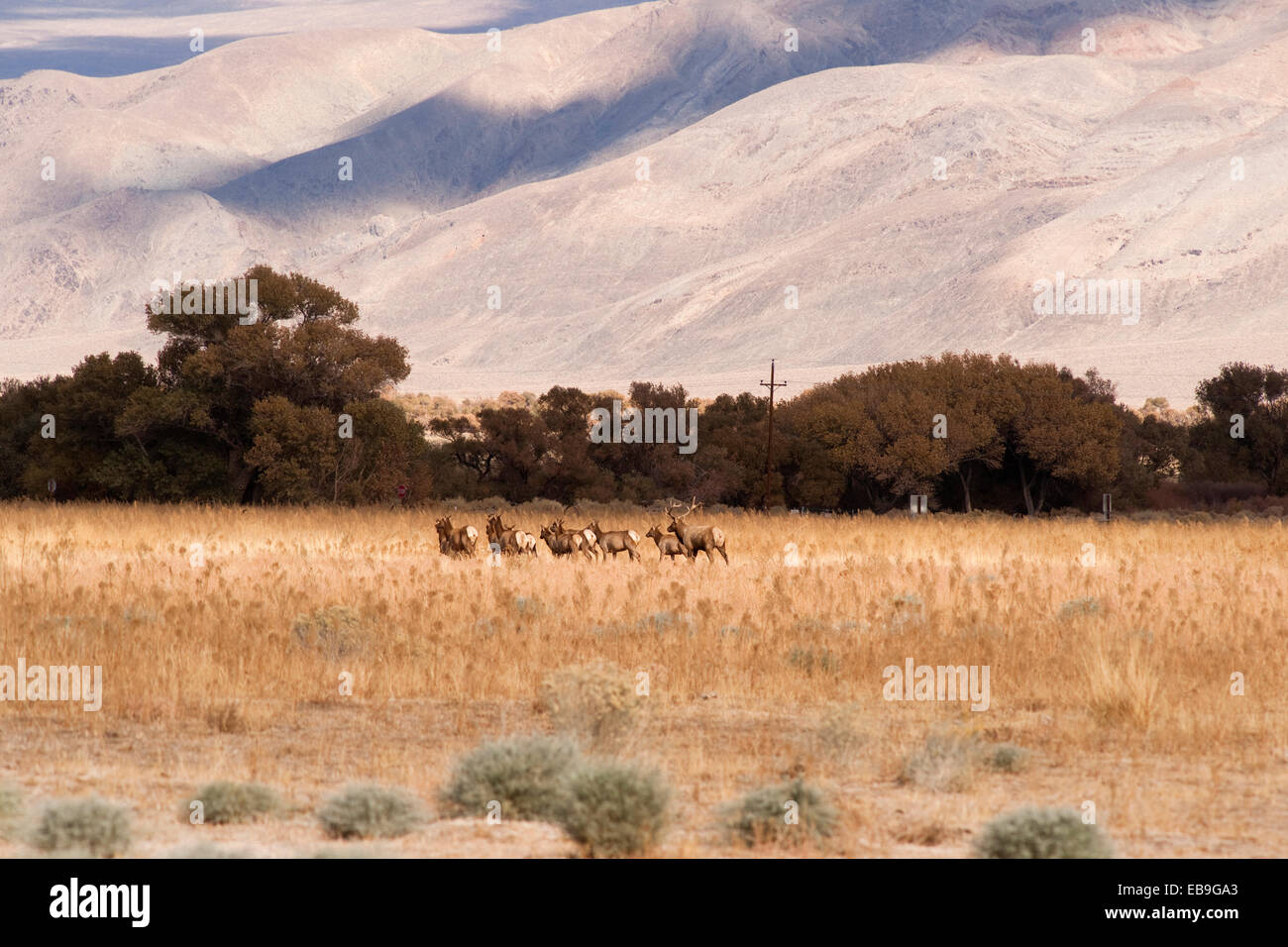 Here is a big bull Elk with a dozen females Stock Photo - Alamy