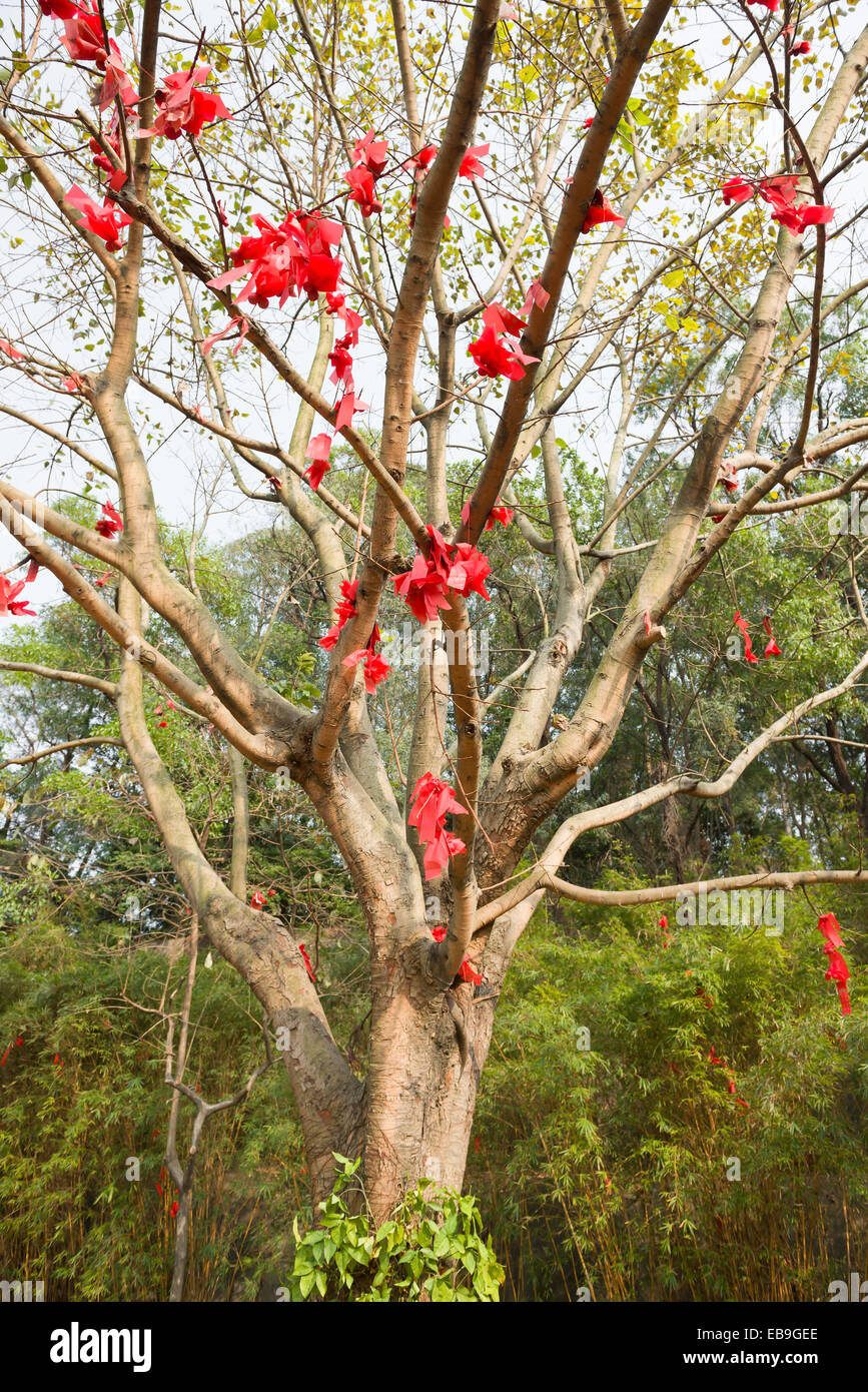 lots of wishing ribbon hanging on blessing tree Stock Photo - Alamy
