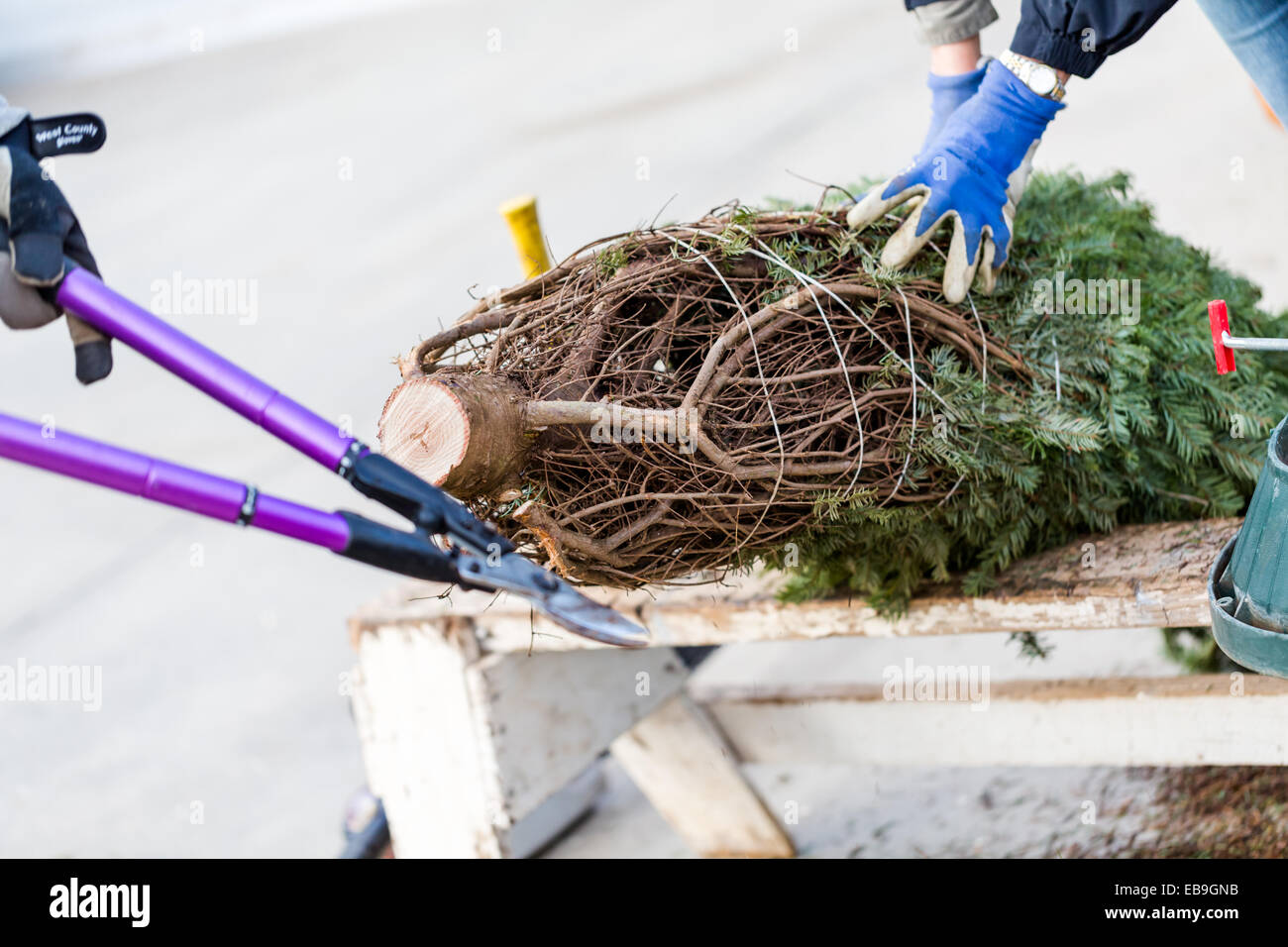 Beautiful fresh cut Christmas trees at Christmas tree farm Stock Photo ...
