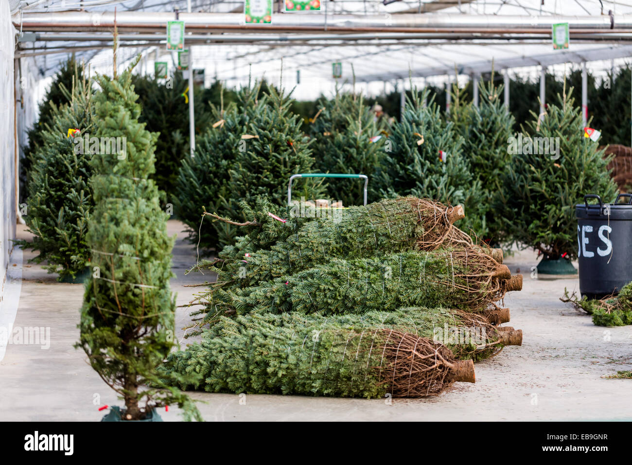 Beautiful fresh cut Christmas trees at Christmas tree farm Stock Photo ...