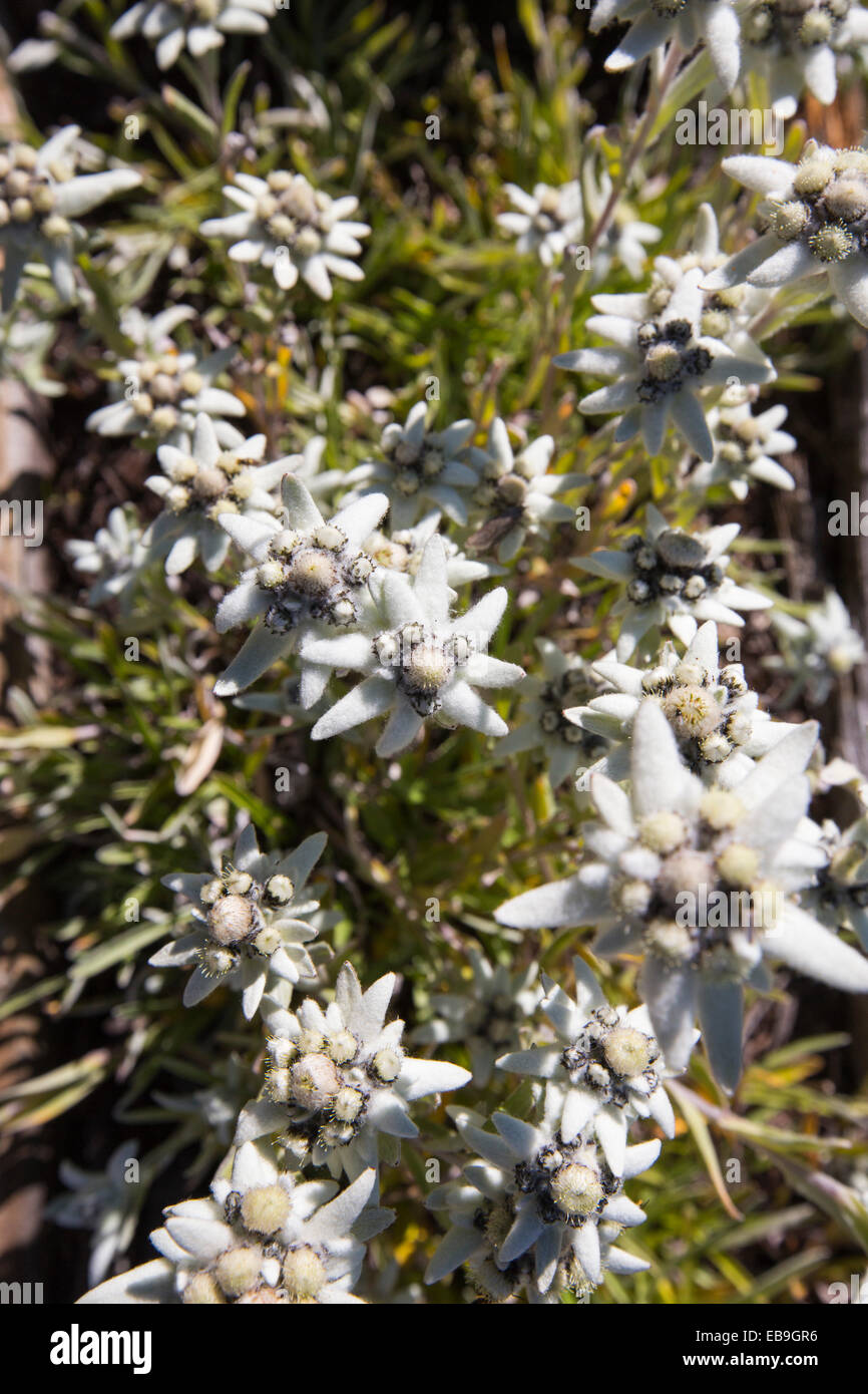 Bonatti hut hi-res stock photography and images - Alamy