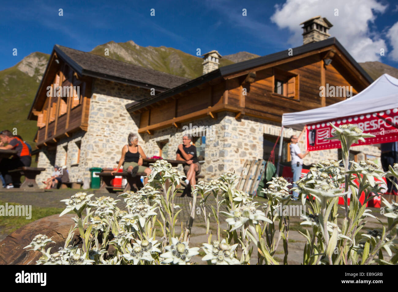 Edelweisse growing outside the Bonatti Hut opposite the Grande Jorasses ...