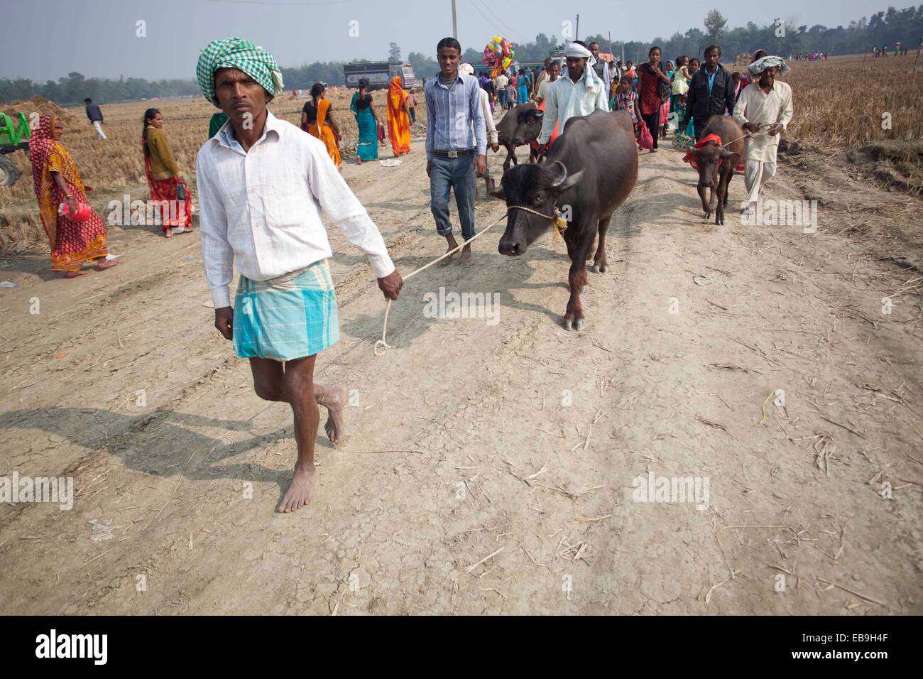 Bara, Nepal. 27th Nov, 2014. Nepalese Hindu devotees take their cattles ...