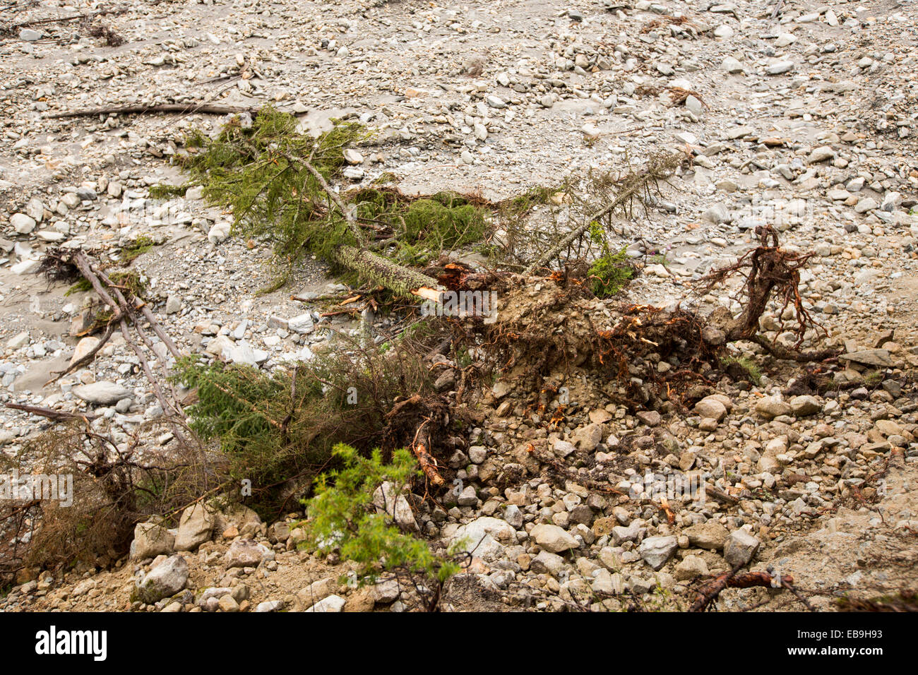 Trees knocked over by flash flooding below La Fouly in the Swiss Alps ...