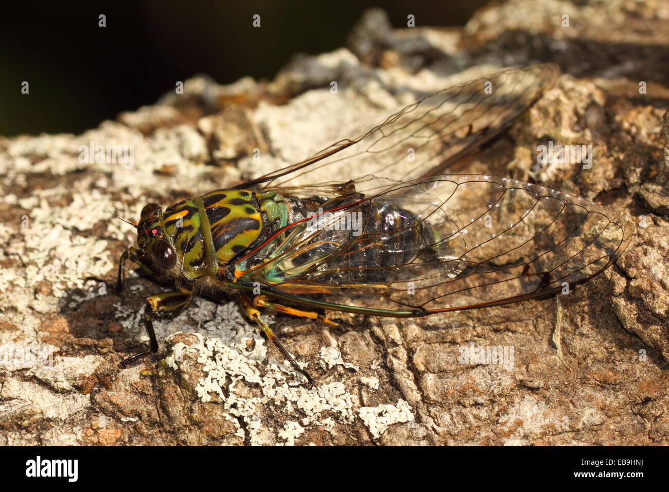 New Zealand Cicada, also called a Chorus Cicada, with clear wings Stock ...