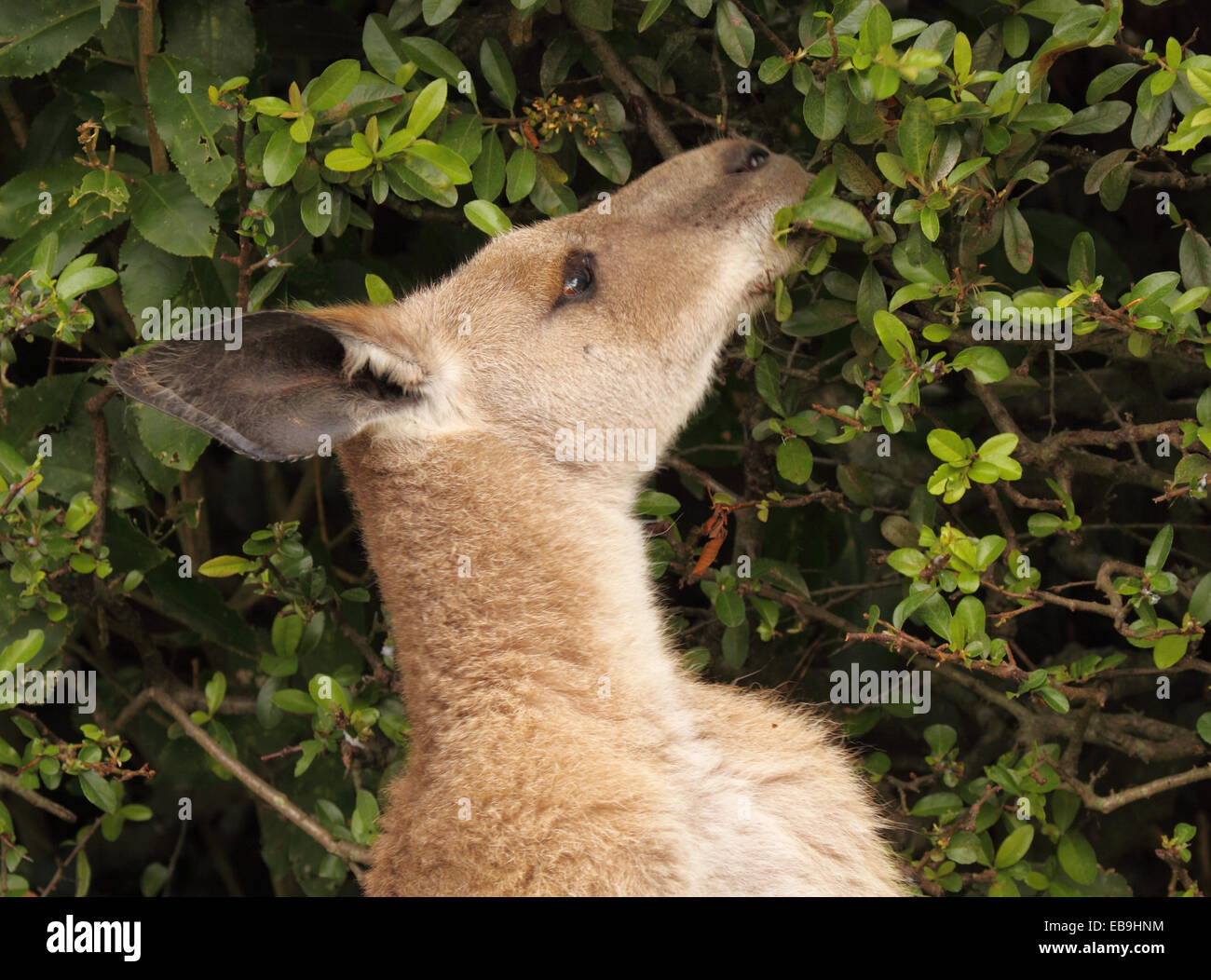 Kangaroo feeding on bush Stock Photo - Alamy