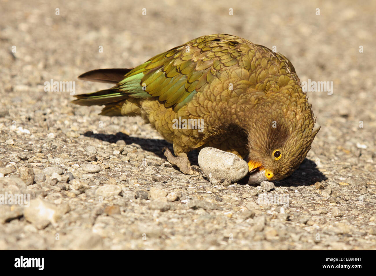 A Kea exploring under a rock with its beak Stock Photo - Alamy