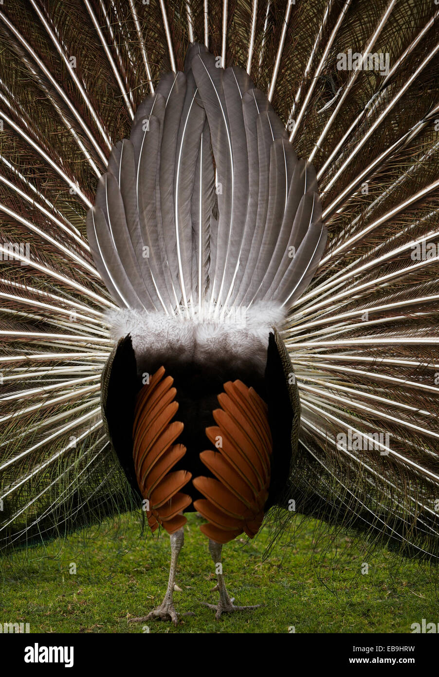 Backside of Peacock Stock Photo - Alamy