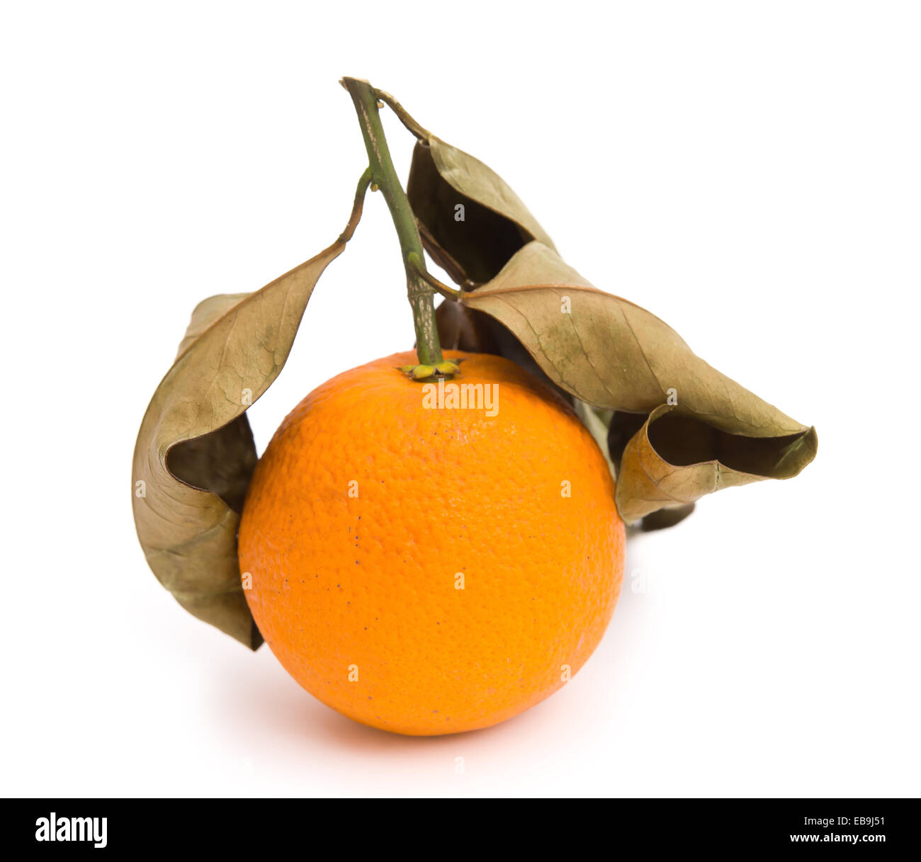 over-ripe orange on a white background Stock Photo - Alamy