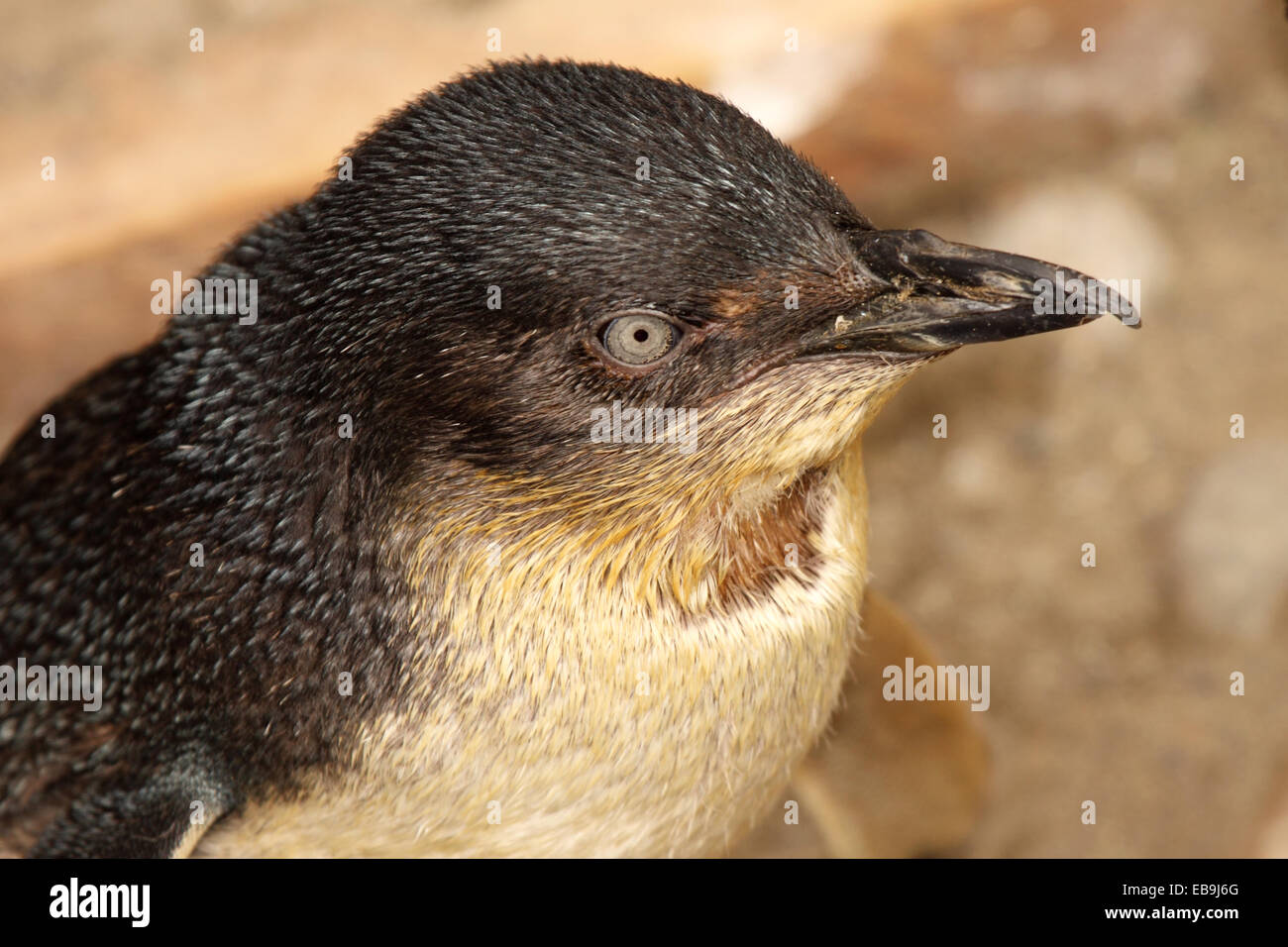 A Little Blue Penguin pointing away Stock Photo - Alamy