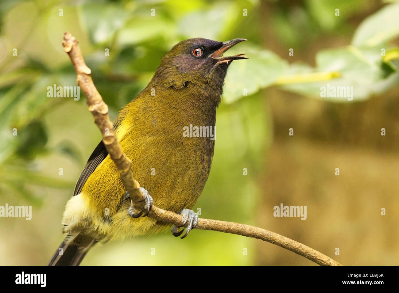 Bellbird hi-res stock photography and images - Alamy