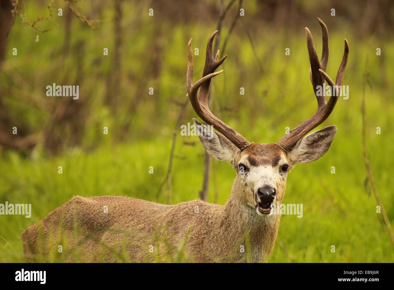 A surprised Black-tailed Deer buck looking up from its bed Stock Photo ...