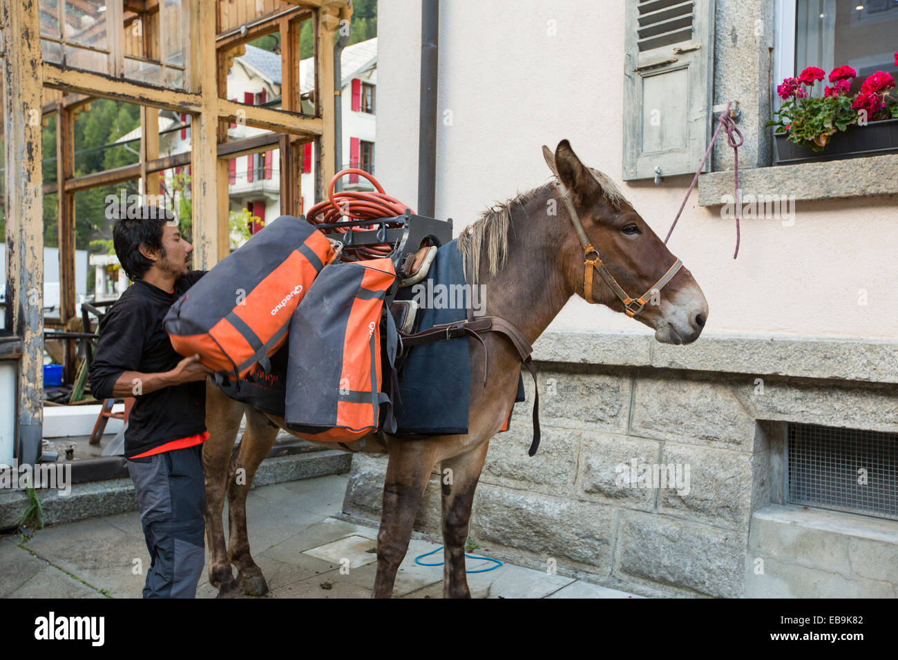 A mule is loaded up with bags belonging to trekkers doing the Tour Du ...