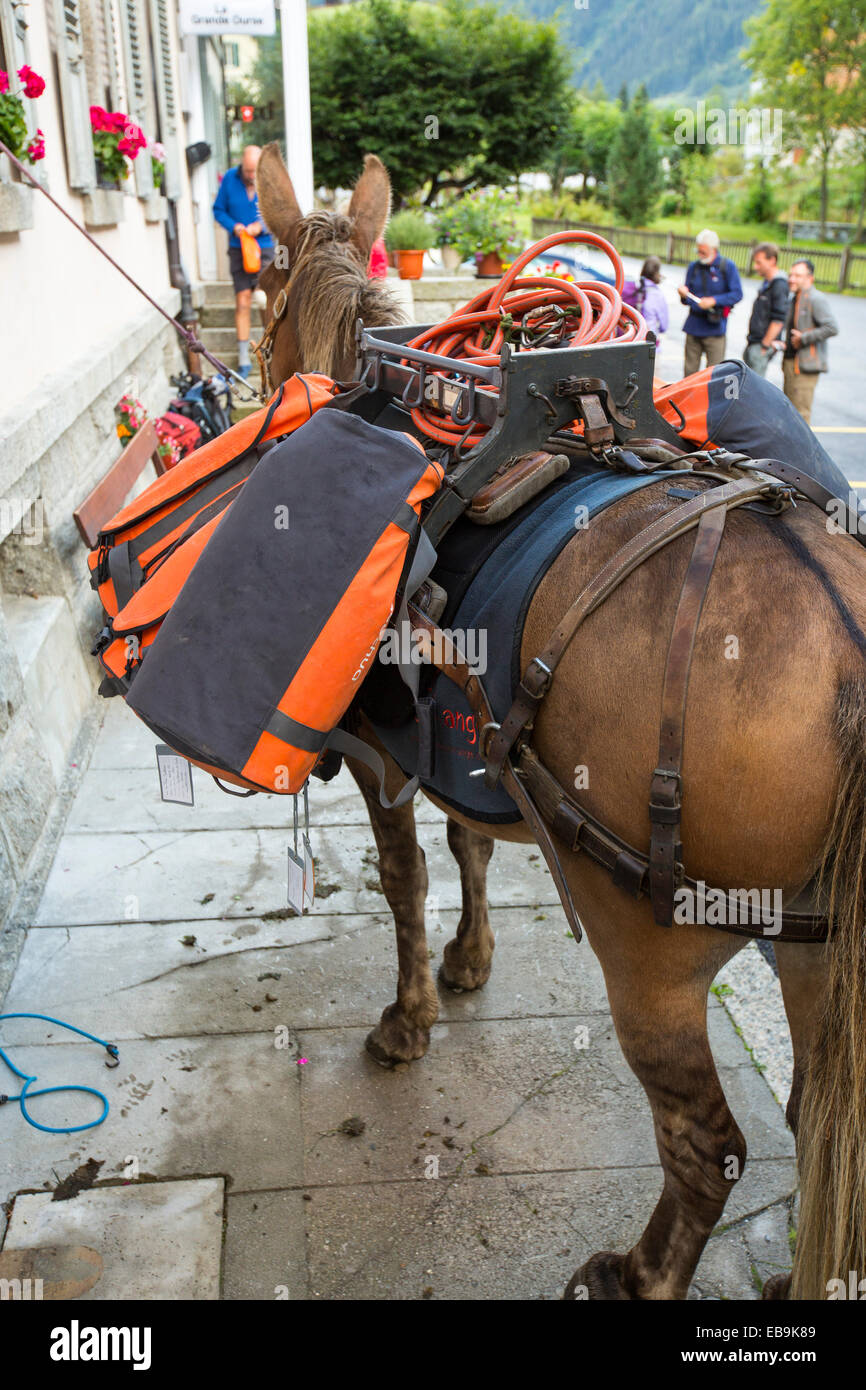 Animal for load carry hi-res stock photography and images - Alamy