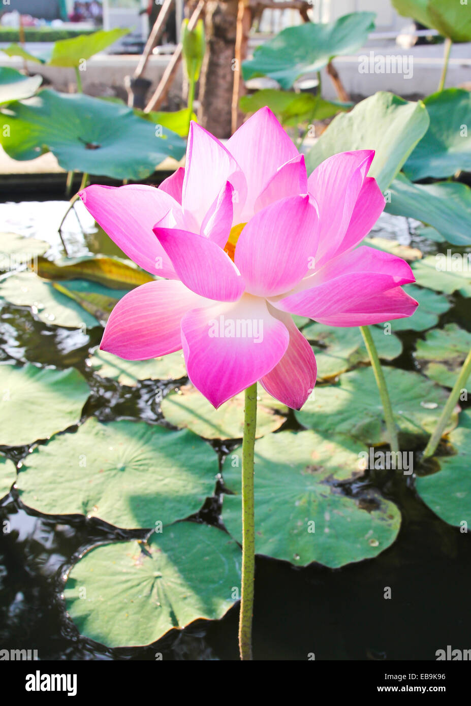 Pink Lotus Flower Stock Photo - Alamy