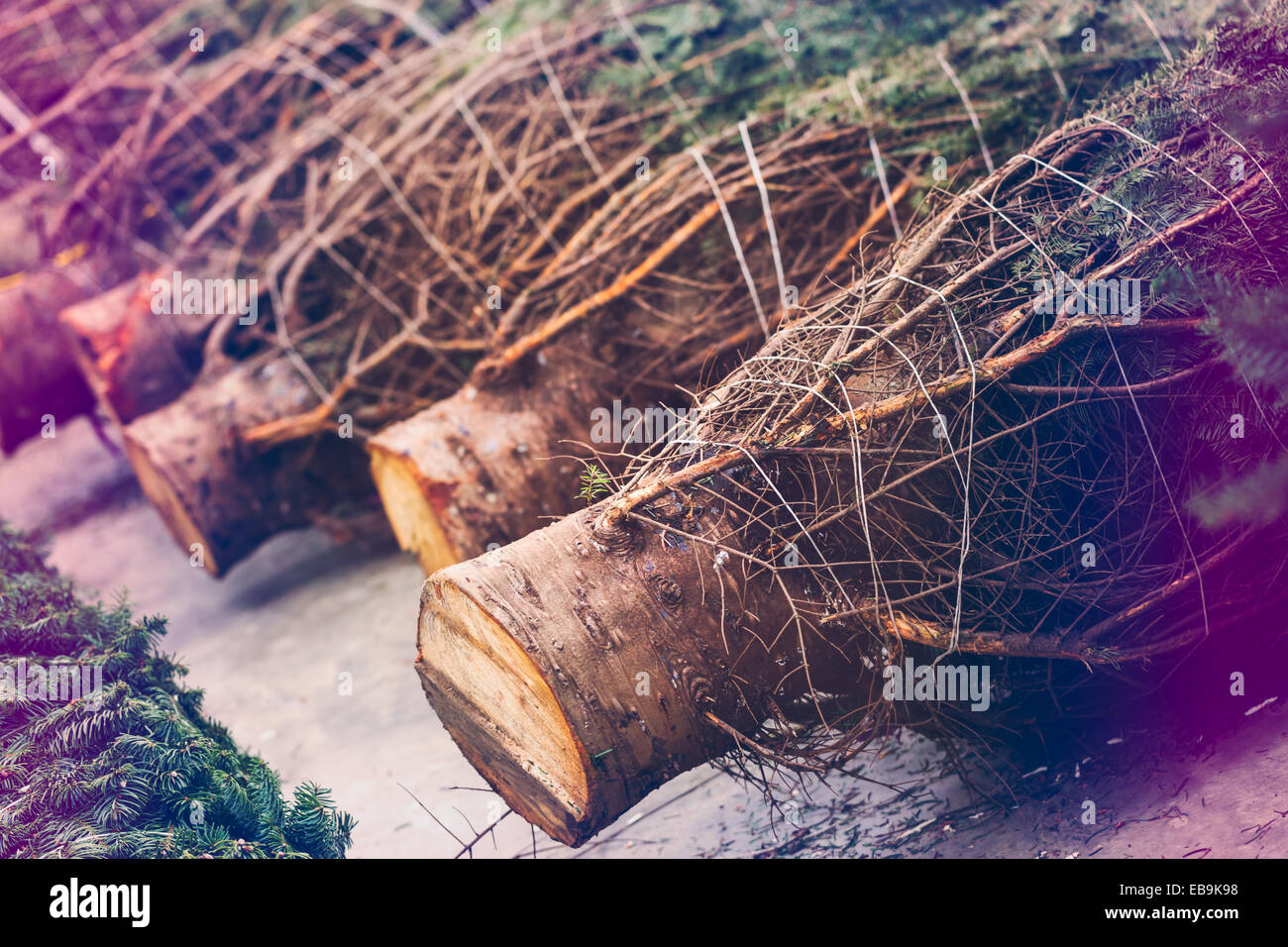 Beautiful fresh cut Christmas trees at Christmas tree farm Stock Photo ...