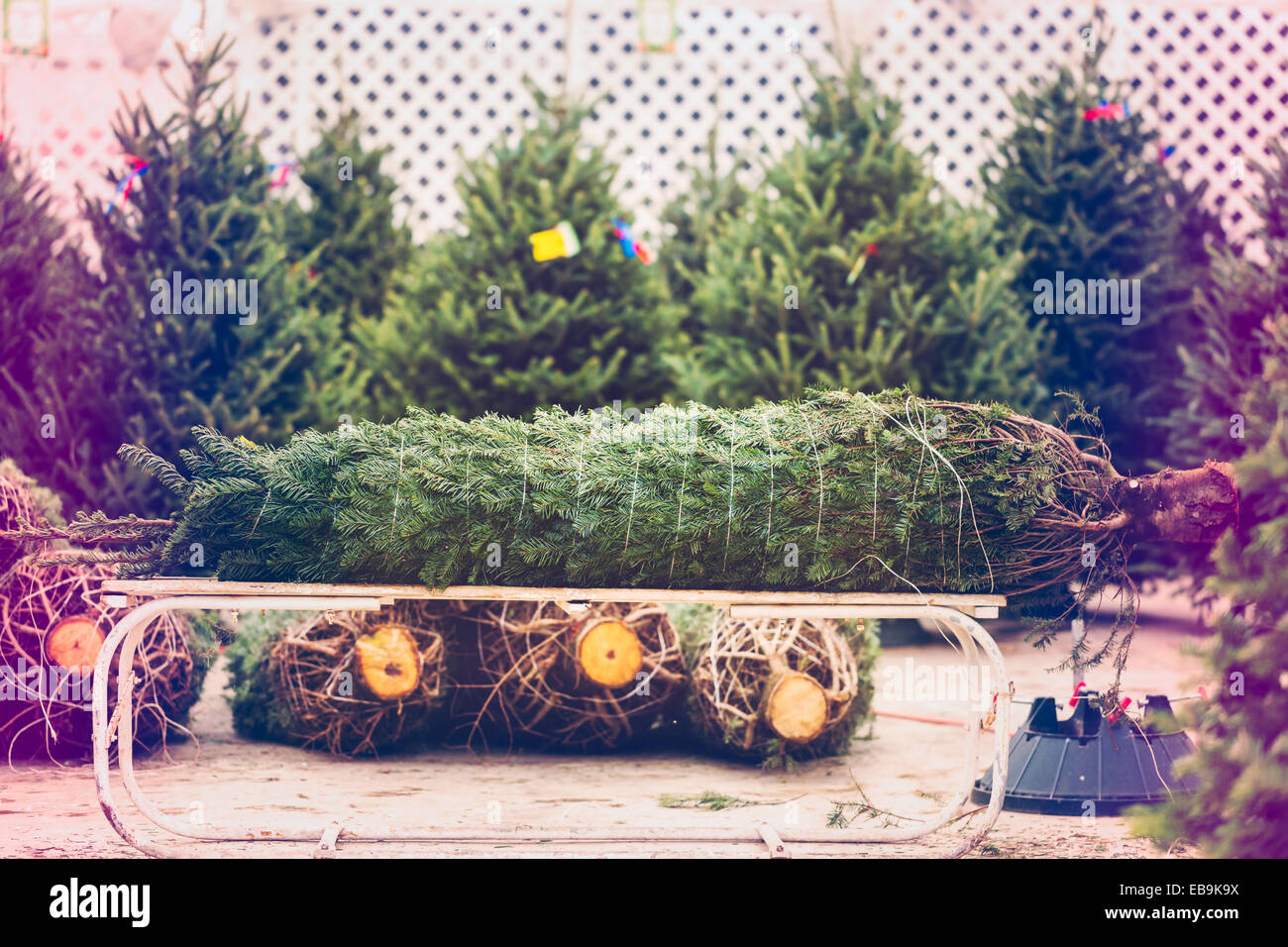 Beautiful fresh cut Christmas trees at Christmas tree farm Stock Photo ...