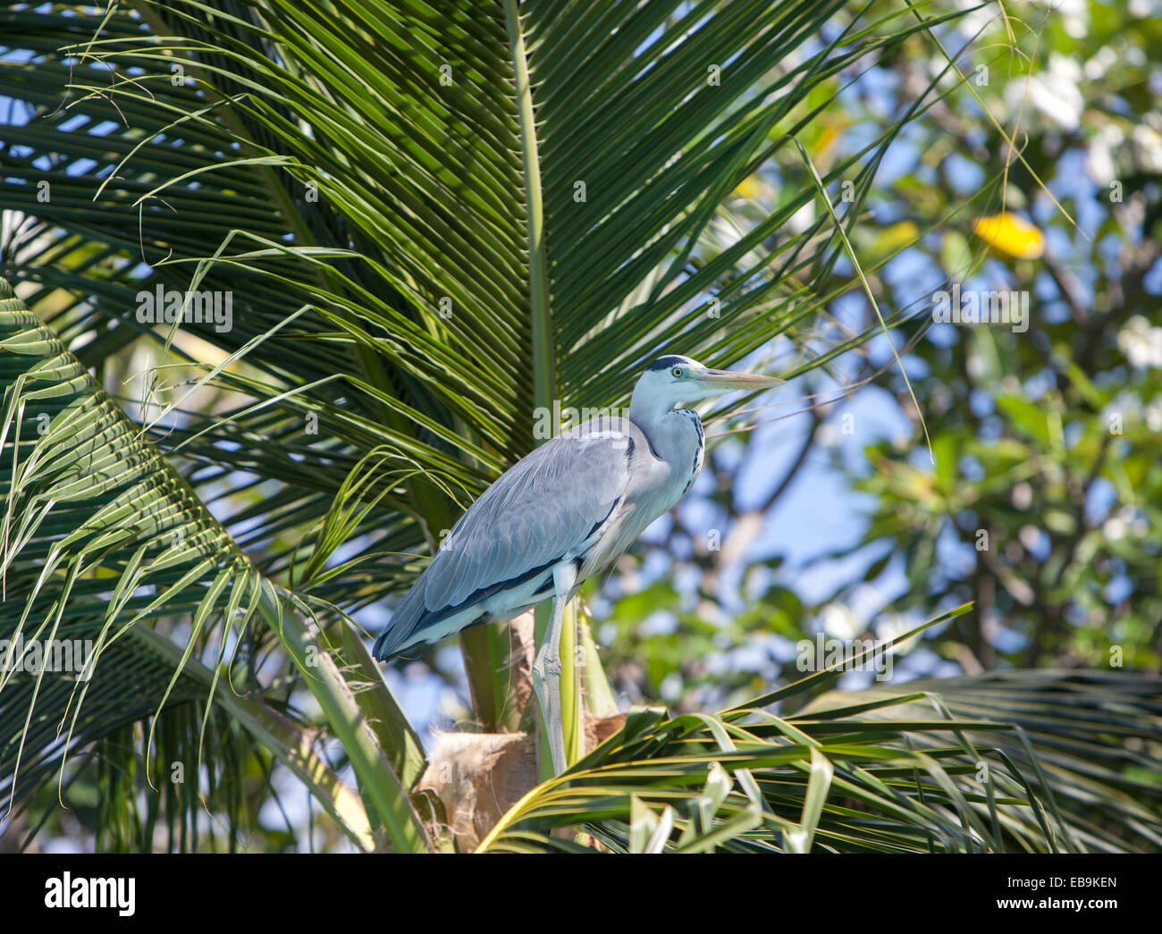 A tropical heron perched high in a palm tree Stock Photo - Alamy