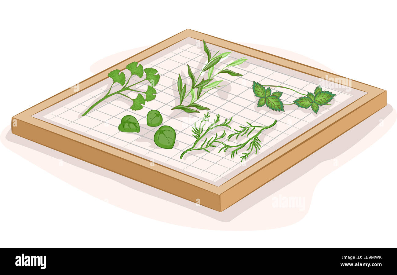 Illustration Featuring Herbs Being Dried Stock Photo - Alamy