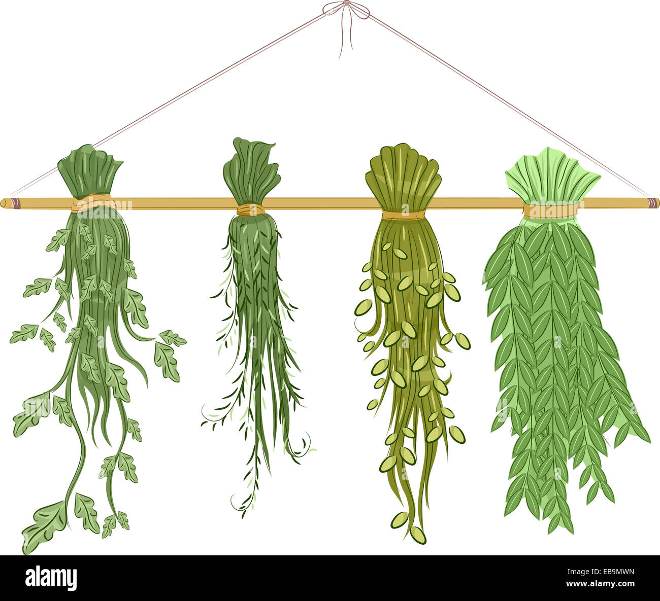 Illustration Featuring Herbs Being Dried Stock Photo - Alamy
