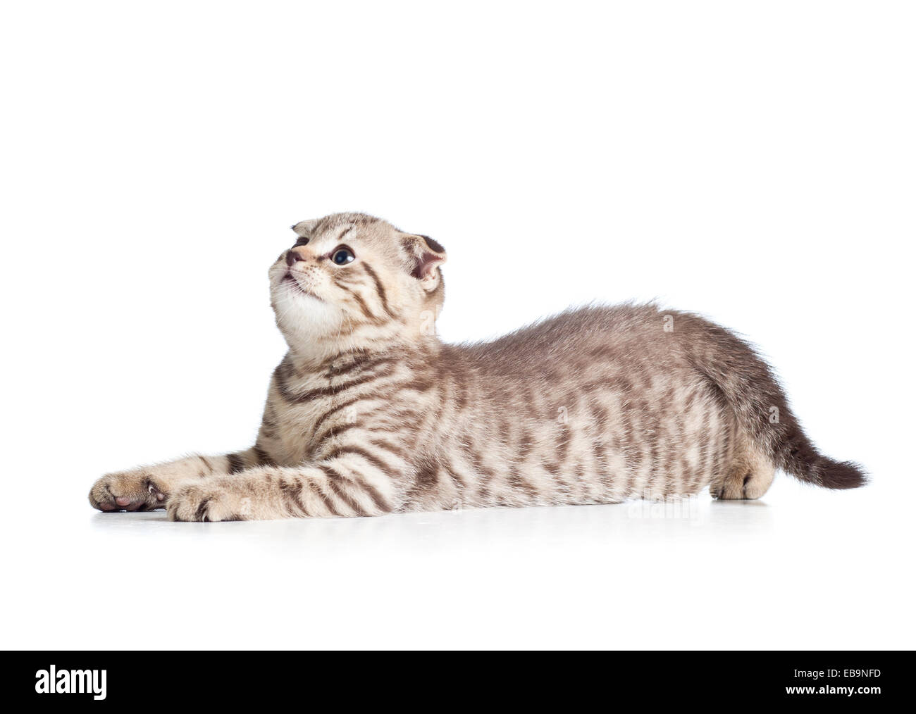 lying kitten cat isolated on white Stock Photo - Alamy