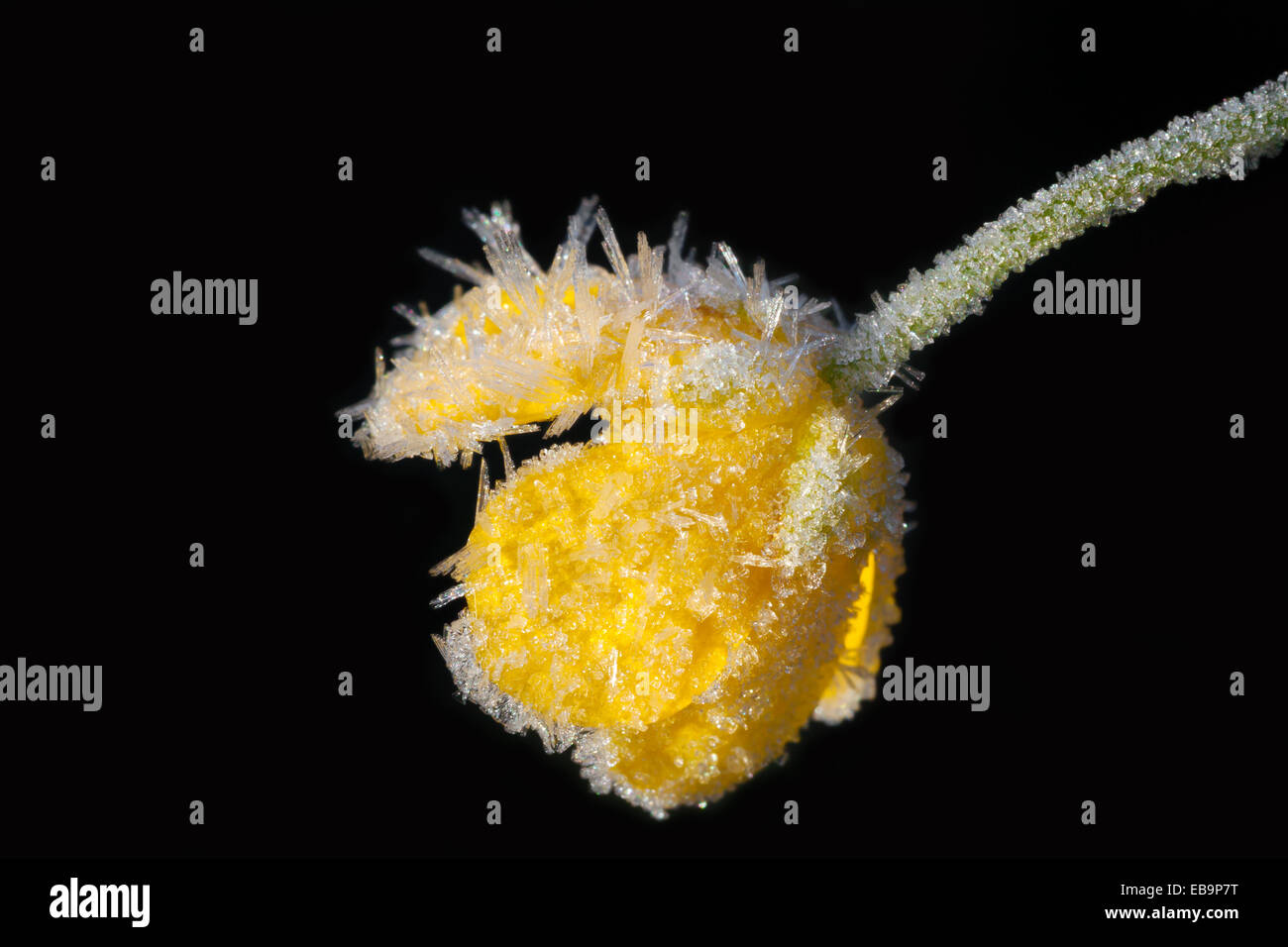 Buttercup snow hi-res stock photography and images - Alamy