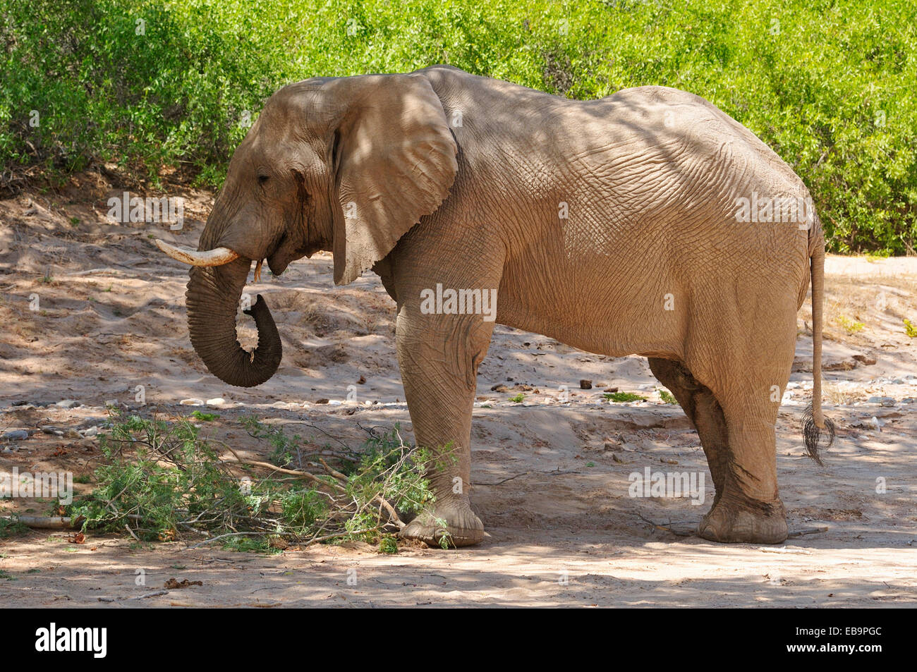Rare elephant hi-res stock photography and images - Alamy