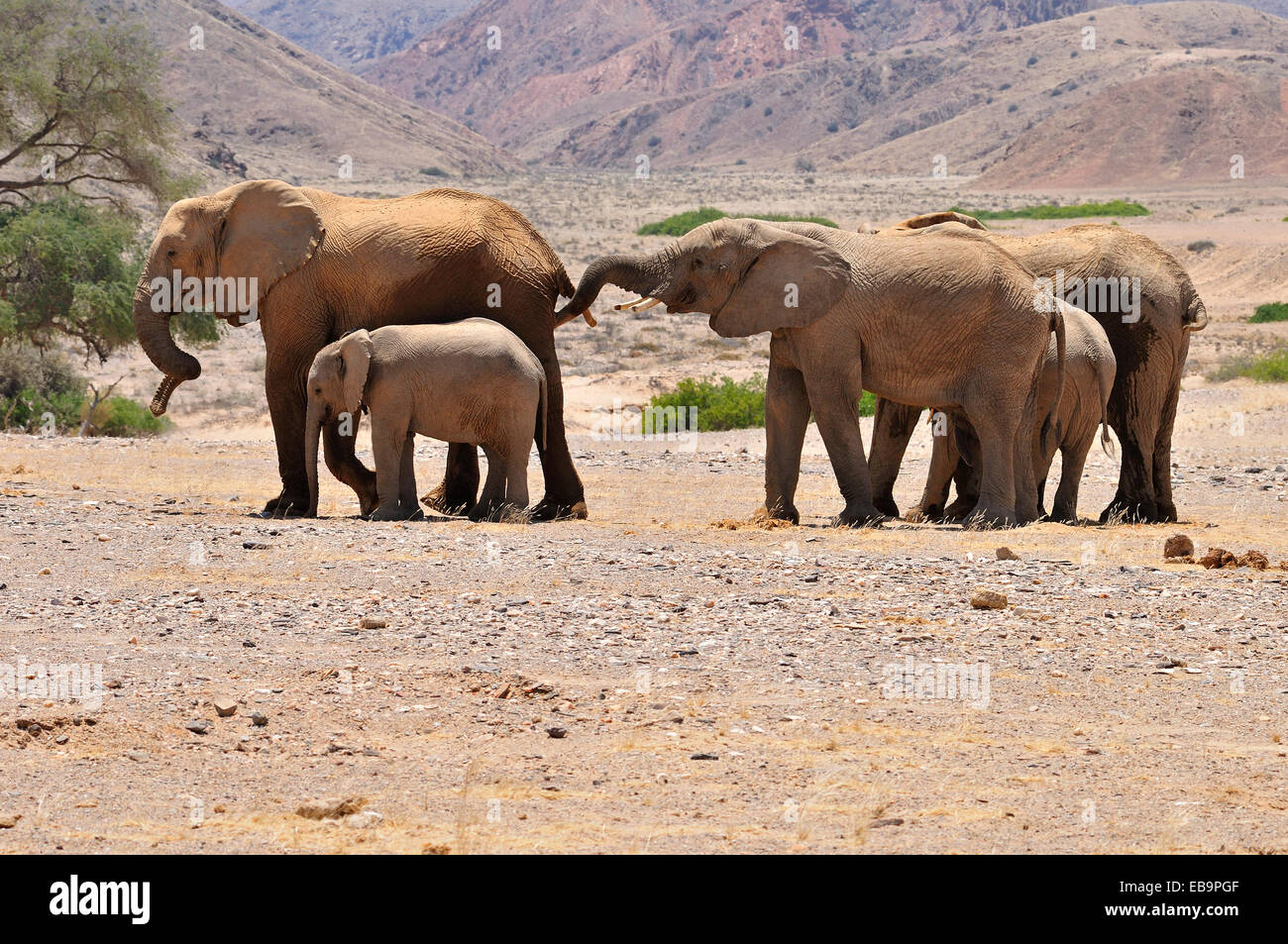 Group of the rare Namibian Desert Elephants (Loxodonta africana ...