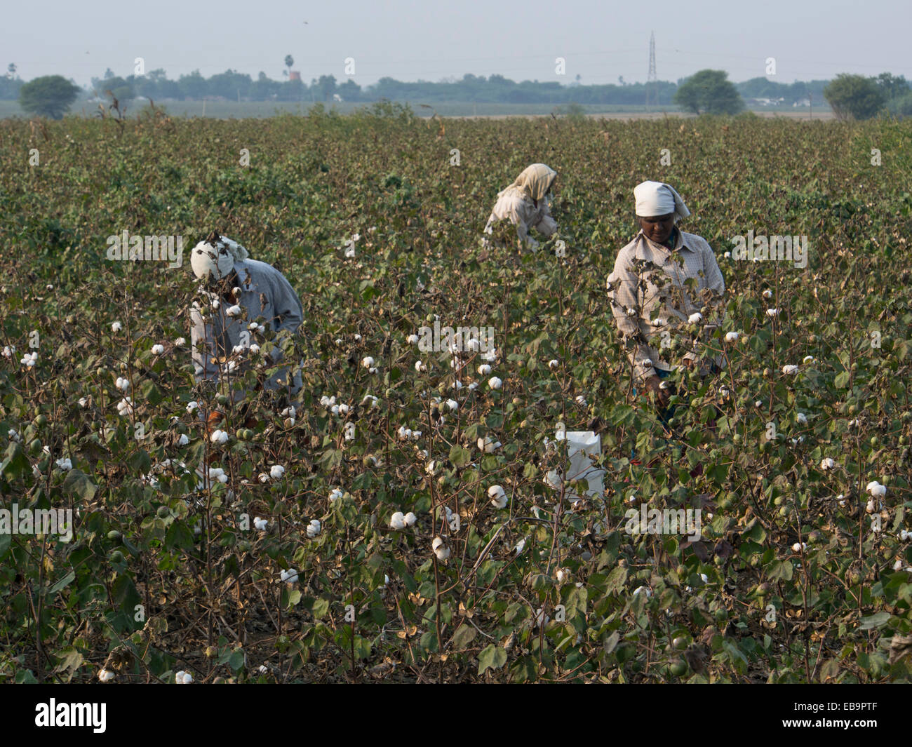 Cotton pickers in a farm near Hyderabad, India Stock Photo - Alamy