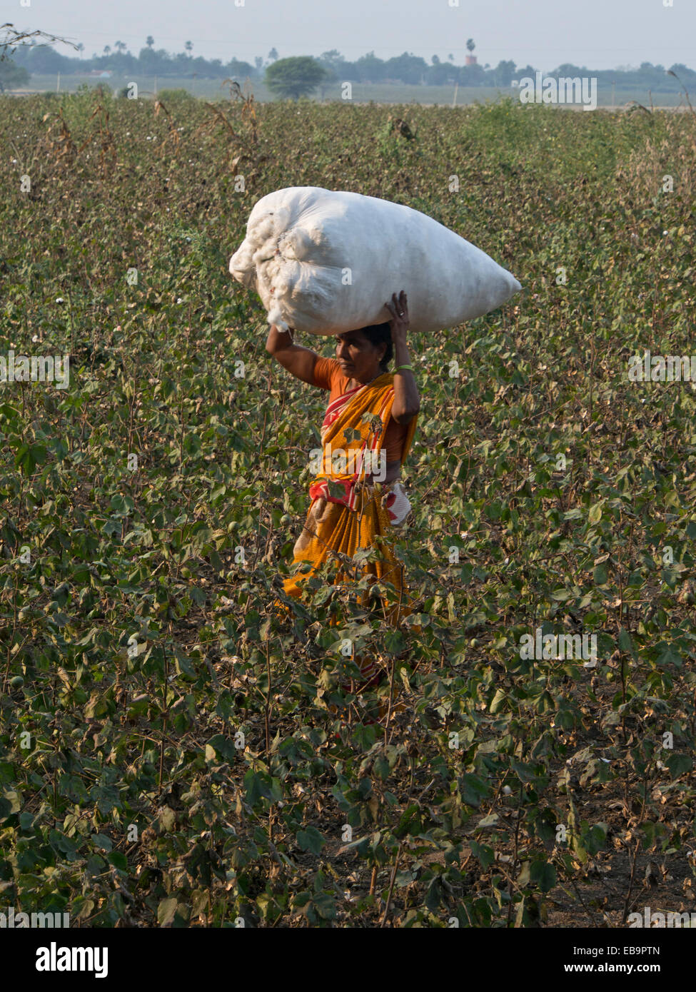 Cotton Picker High Resolution Stock Photography and Images - Alamy
