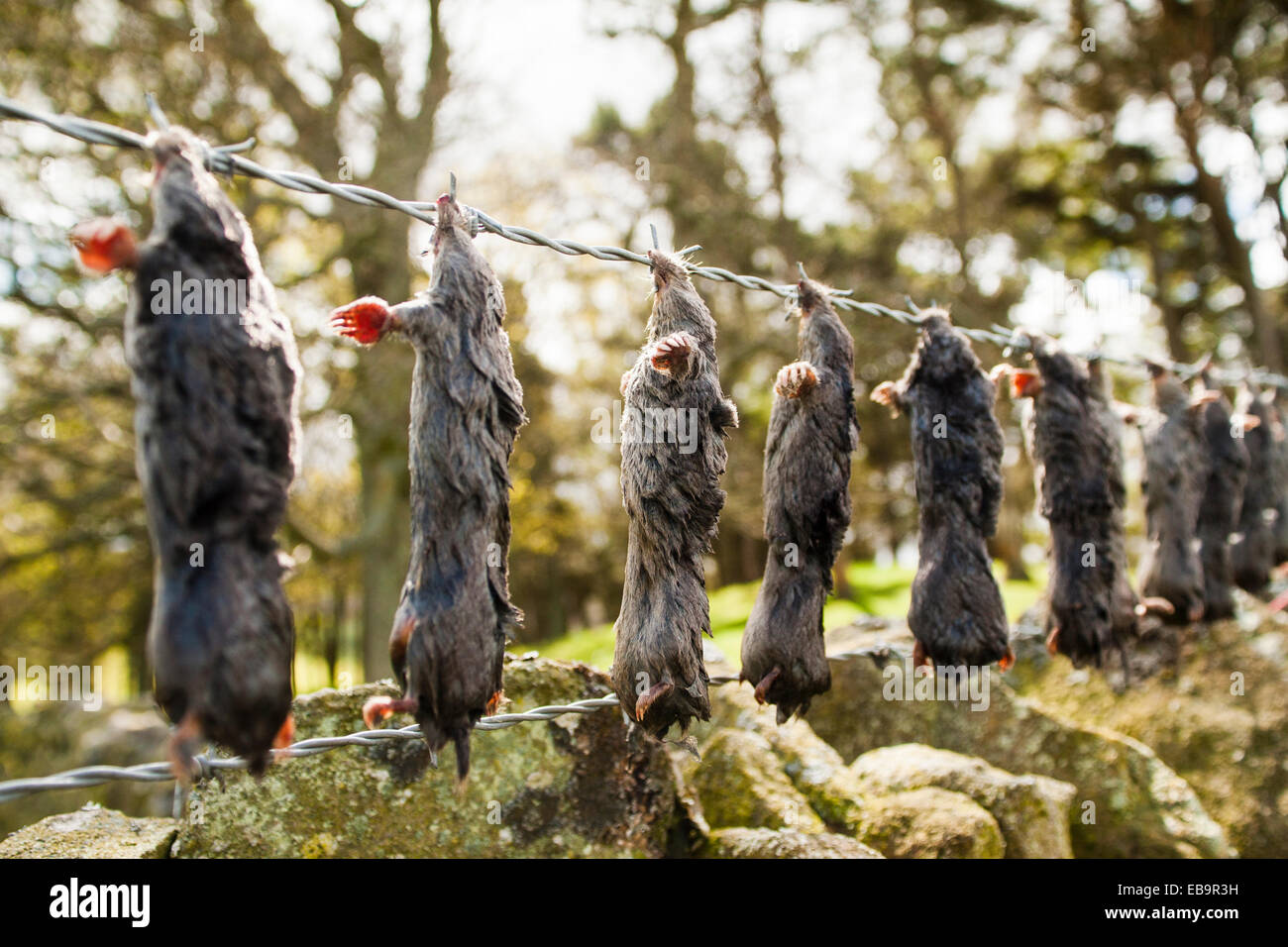 Dead European Moles (Talpa europaea) hung up on barbed wire fence ...