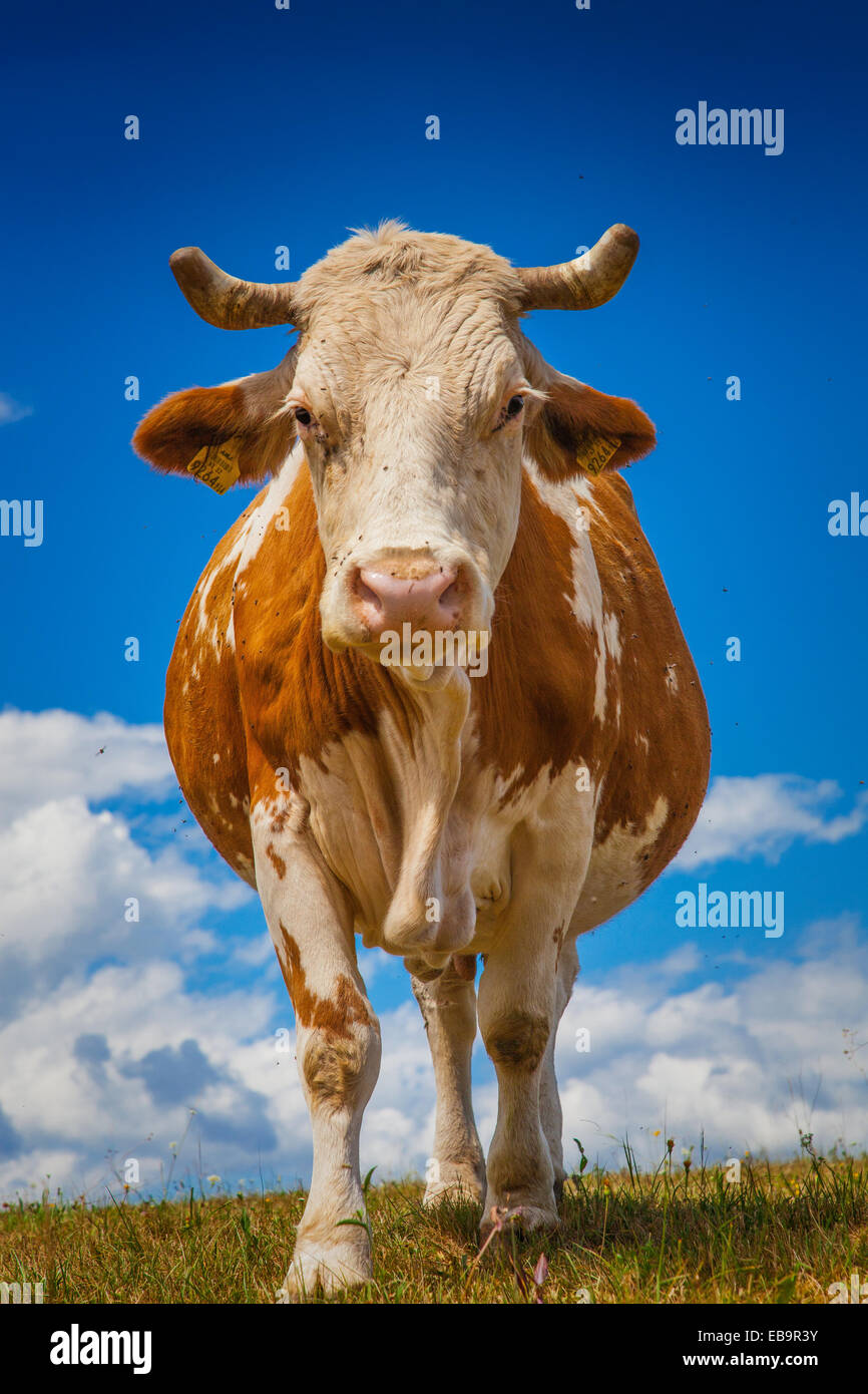 Short horned cow hi-res stock photography and images - Alamy