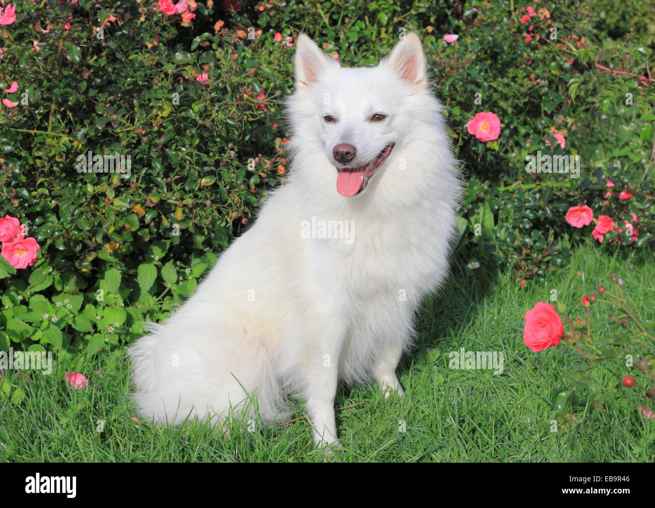 Giant Spitz bitch, 2 years Stock Photo - Alamy