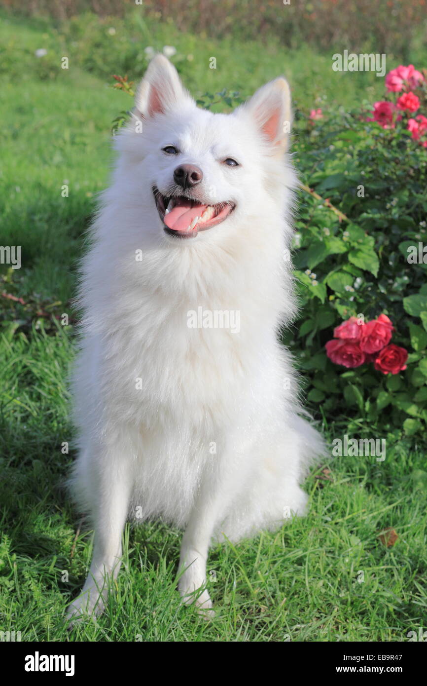 Giant Spitz bitch, 2 years Stock Photo - Alamy