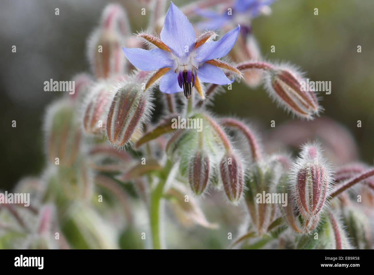 Borage (Borago officinalis) flower and buds Stock Photo - Alamy