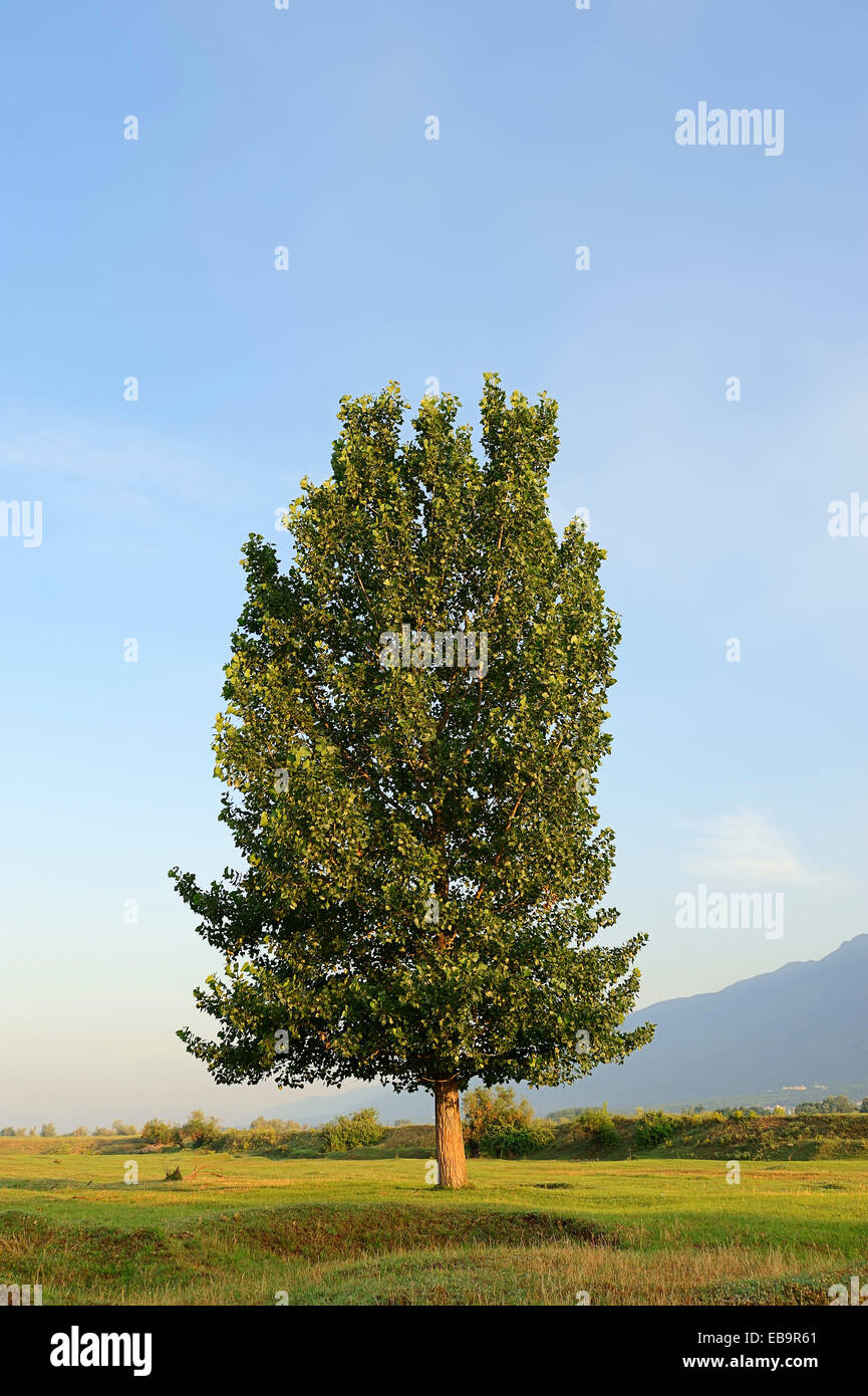 Poplar tree hi-res stock photography and images - Alamy