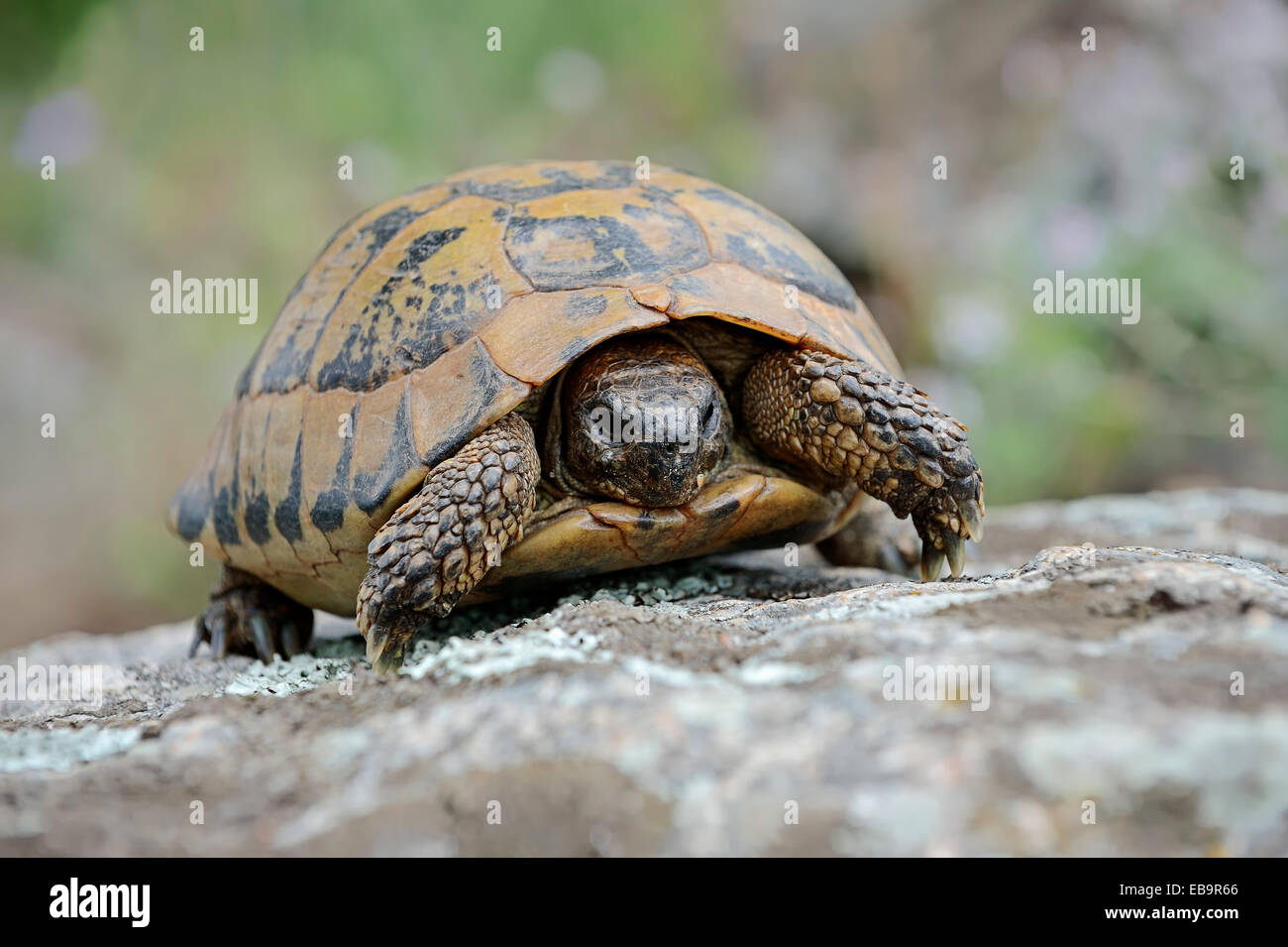 Eastern Hermann's Tortoise (Testudo hermanni boettgeri), Central ...