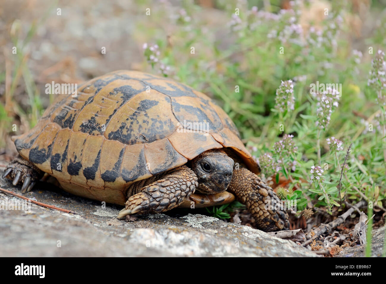 Eastern Hermann's Tortoise (Testudo hermanni boettgeri), Central ...