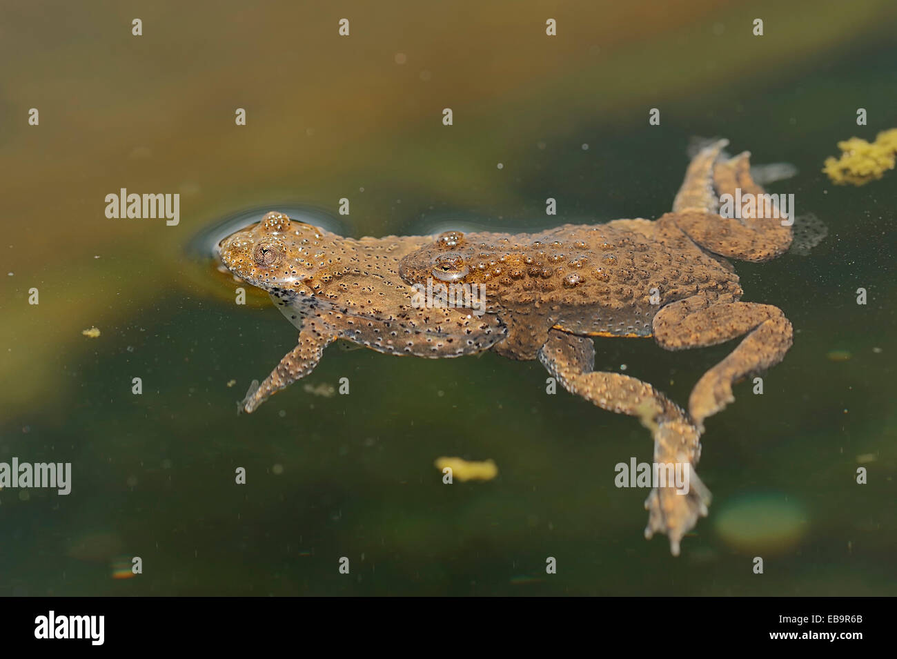 Yellow-bellied Toads (Bombina variegata scabra), male and female in the ...